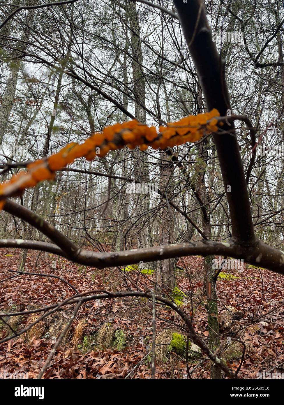 cedar rusts (Gymnosporangium), Fungi, Enterprise South Nature Park ...