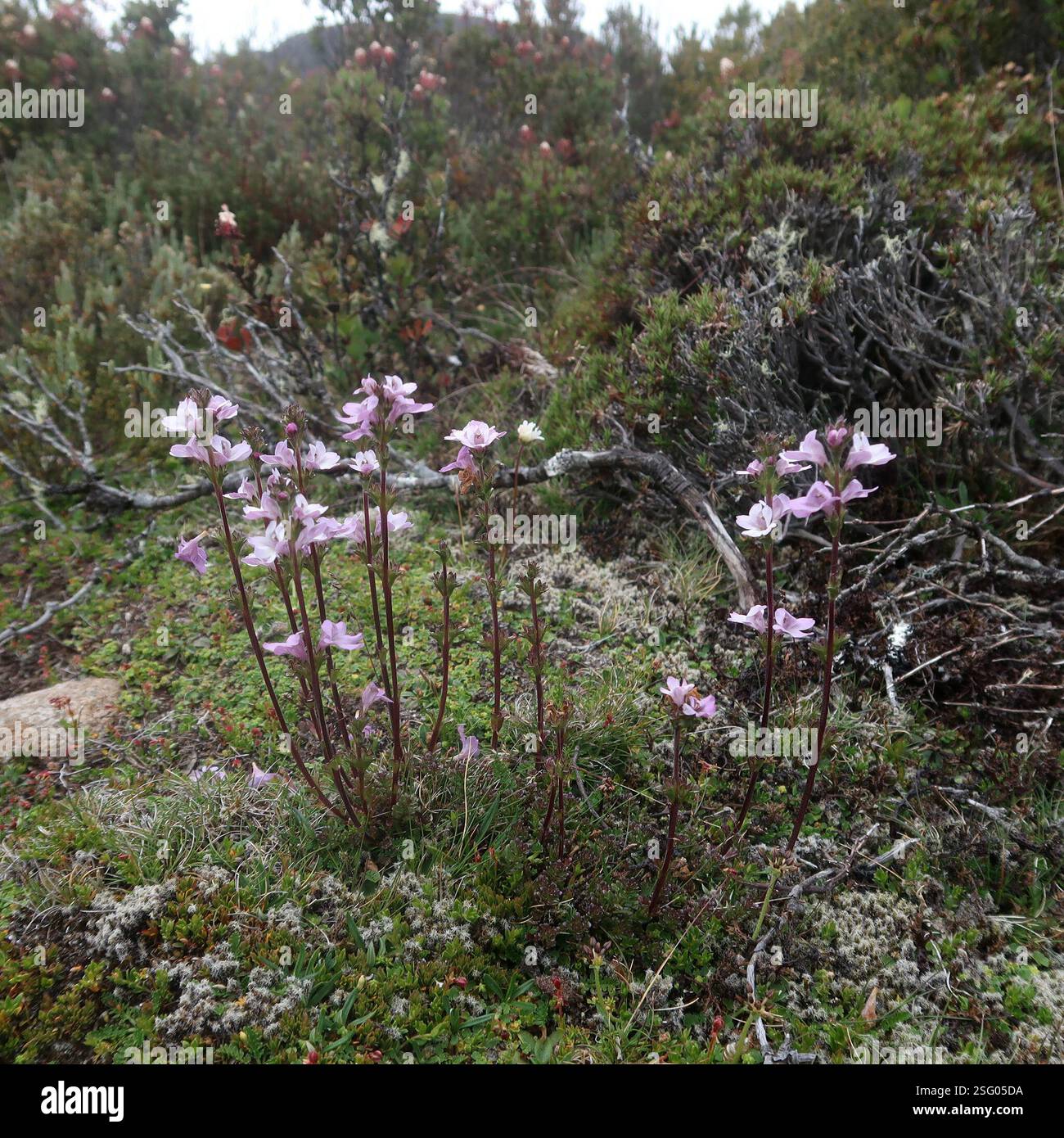 purple eyebright (Euphrasia collina), Plantae, Westons Lake, Great ...