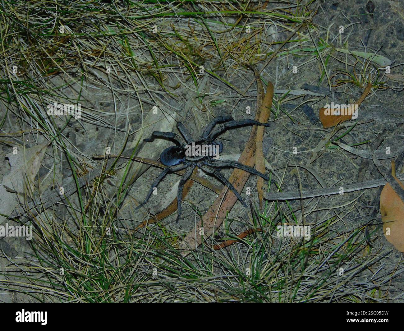Union-Jack Wolf Spiders (Tasmanicosa), Arachnida, Hobart TAS, Australia ...
