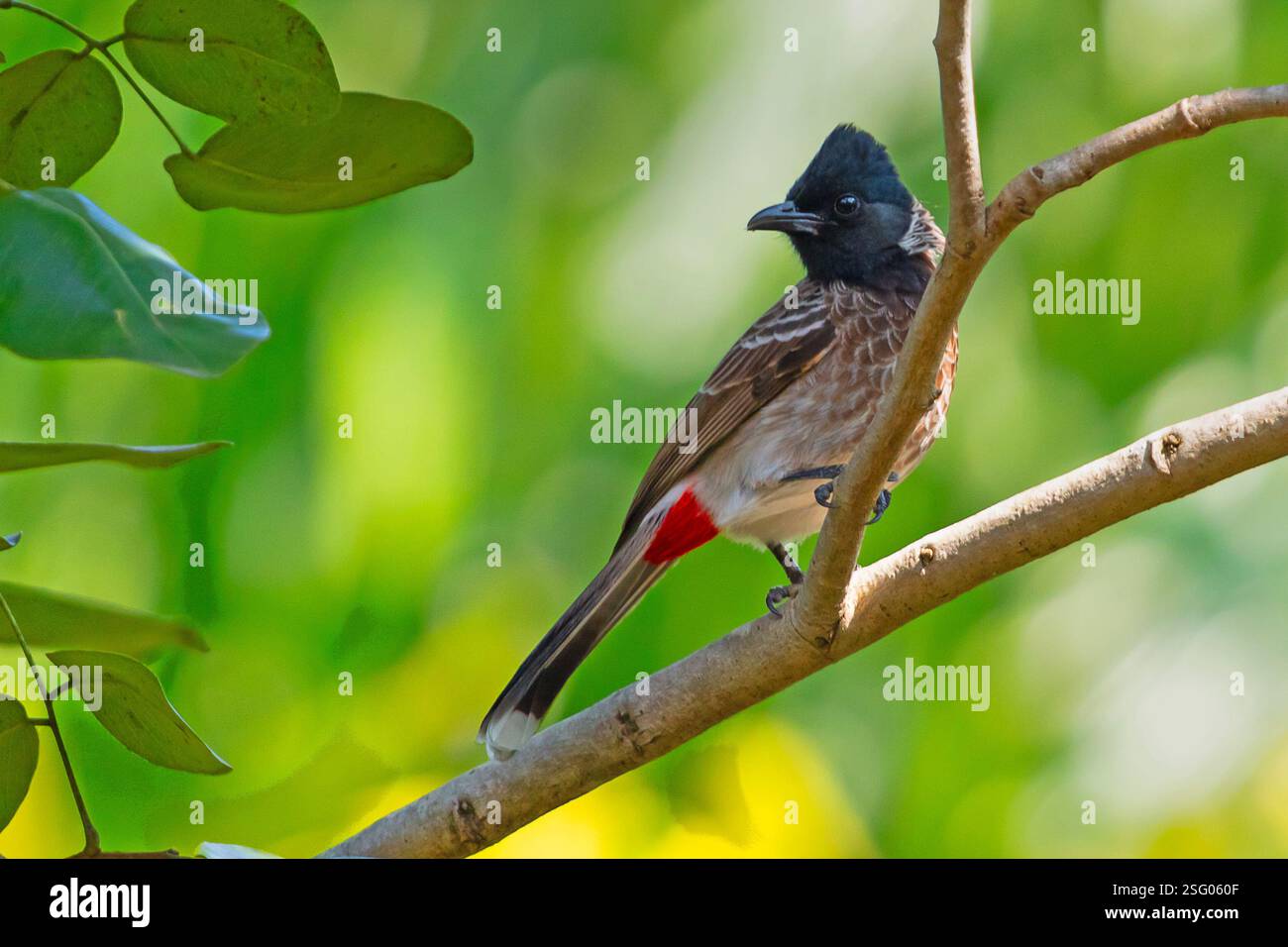 A Red-whiskered Bulbul (Pycnonotus jocosus) the grounds at the Saranya ...