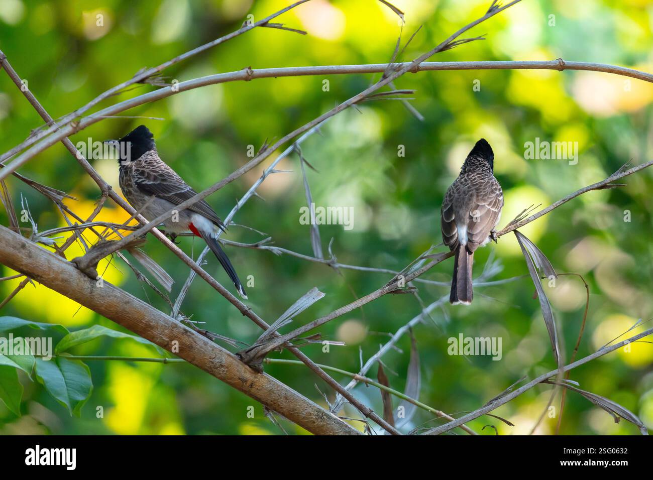 Red-whiskered Bulbul (Pycnonotus jocosus) birds on the grounds at the ...