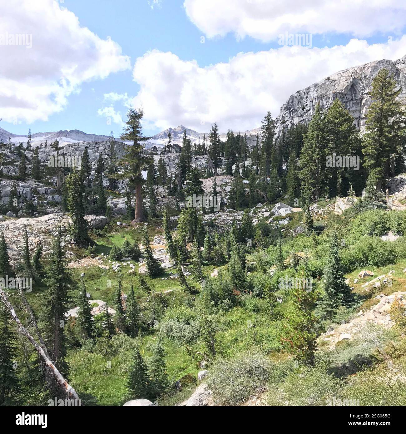 mountain hemlock (Tsuga mertensiana), Plantae, Desolation Wilderness ...