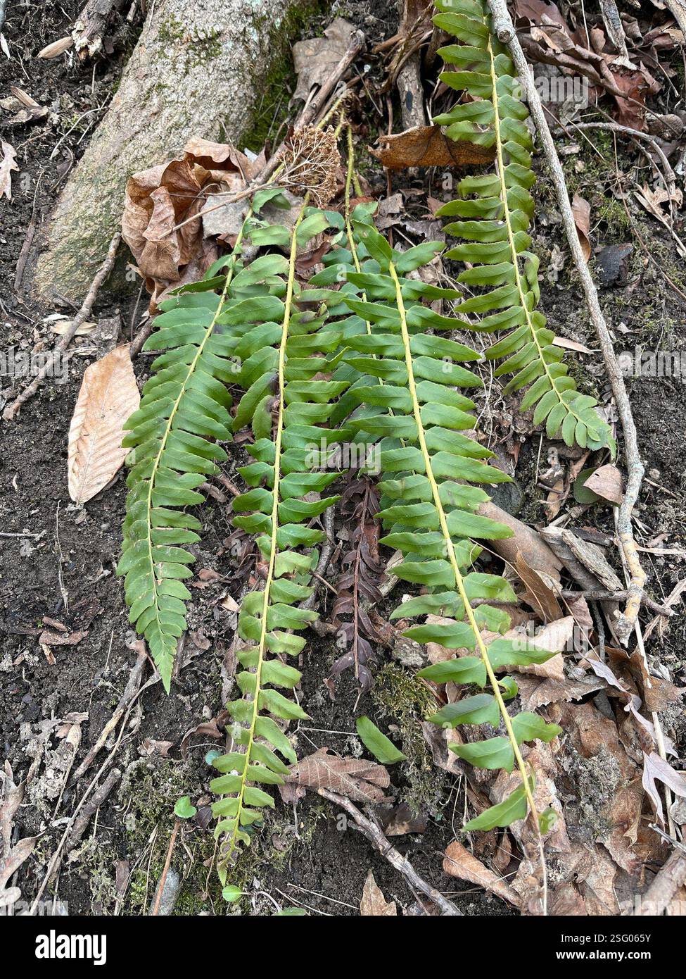 Christmas fern (Polystichum acrostichoides), Plantae, S Rangeline Rd ...