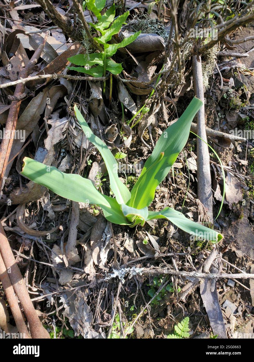 wavy-leafed soap plant (Chlorogalum pomeridianum), Plantae, Sausalito ...