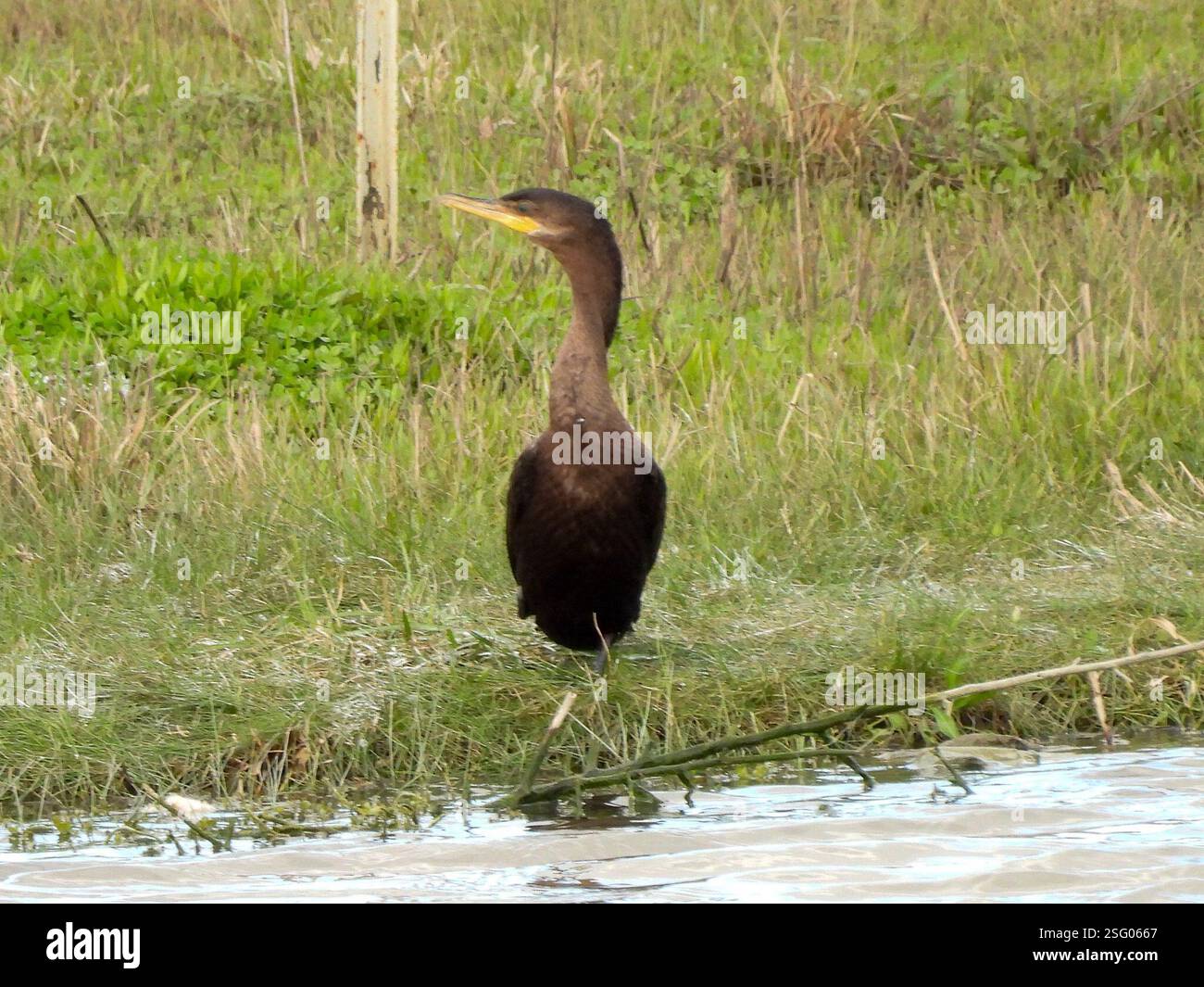 Neotropic Cormorant (Nannopterum brasilianum), Aves, Reserve Wetlands ...