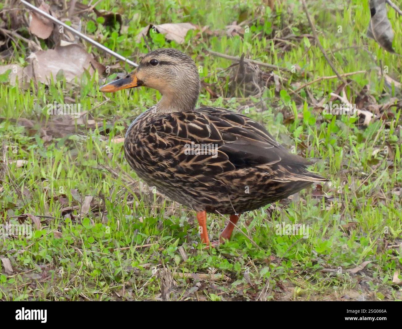 Mottled Duck (Anas fulvigula), Aves, Reserve Wetlands, Clear Lake City ...