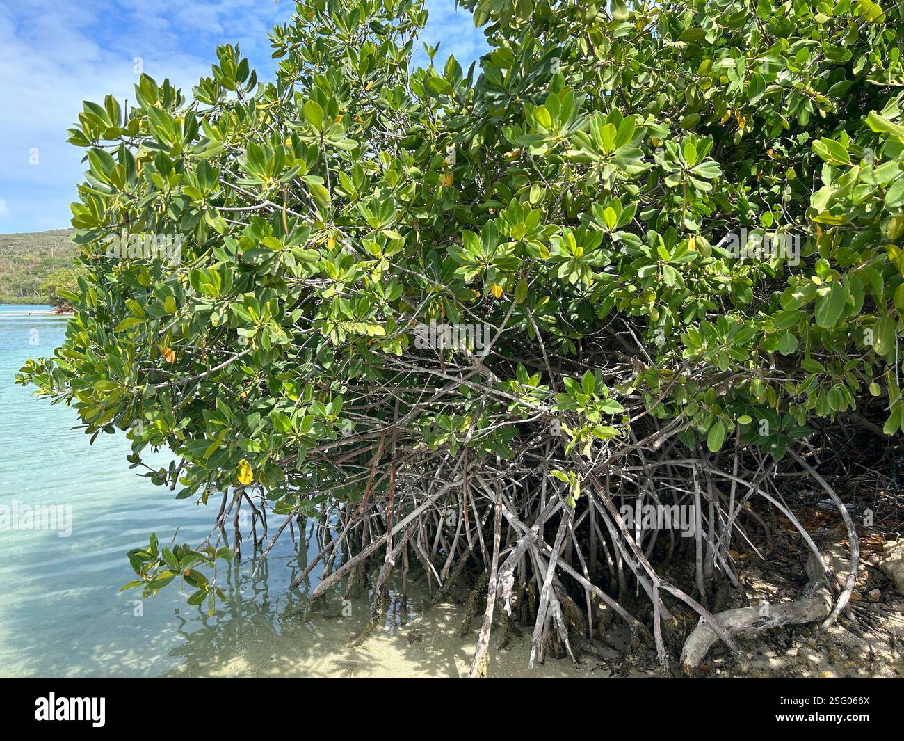 red mangrove (Rhizophora mangle), Plantae, Fuik Baai, CW Stock Photo ...