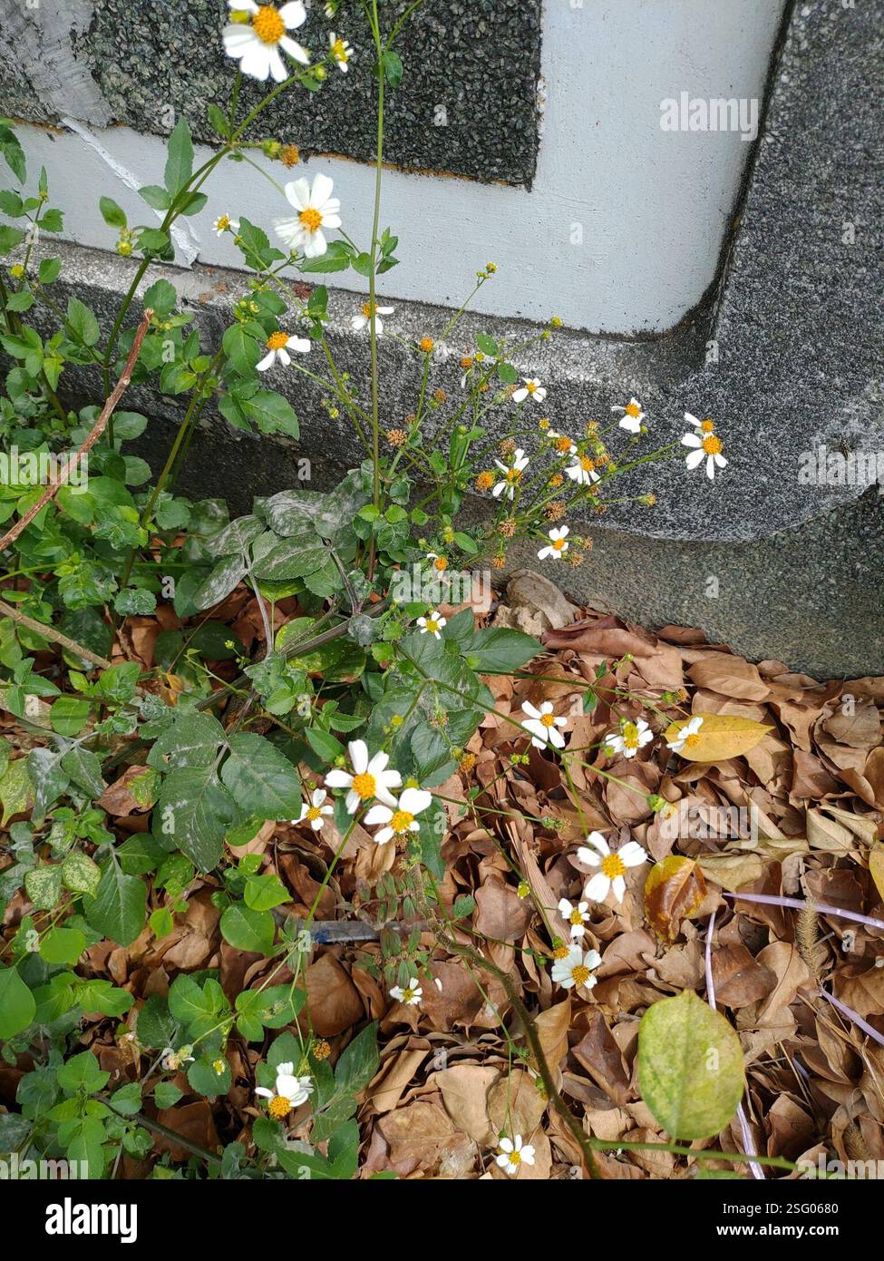 White beggarticks (Bidens alba), Plantae, 830, Taiwan, 高雄市鳳山區興中里 Stock ...
