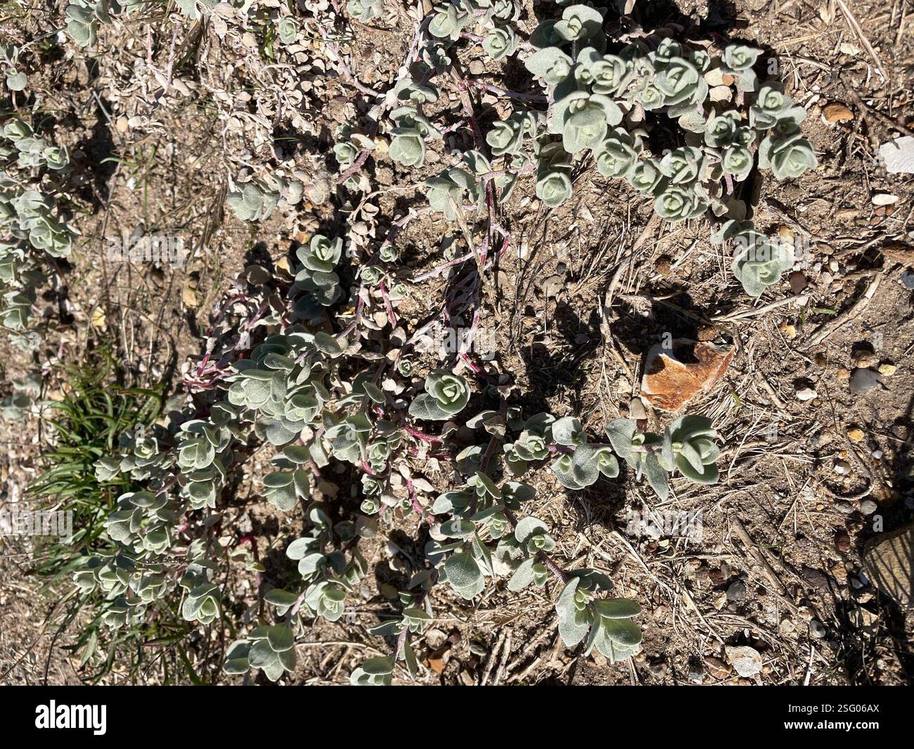 beach saltbush (Atriplex leucophylla), Plantae, Santa Cruz County, CA ...