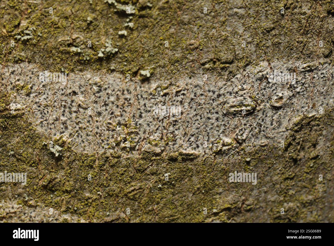 Asterisk Lichen (Arthonia radiata), Fungi, Sefton Park, Mossley Hill ...