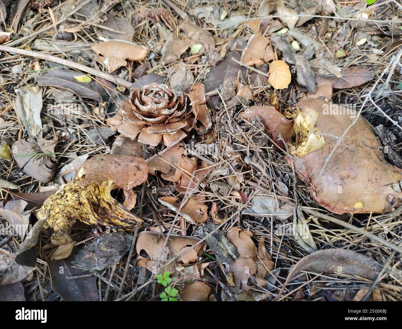 Liver Bolete (Suillellus amygdalinus), Fungi, Stanley Hall, Berkeley ...