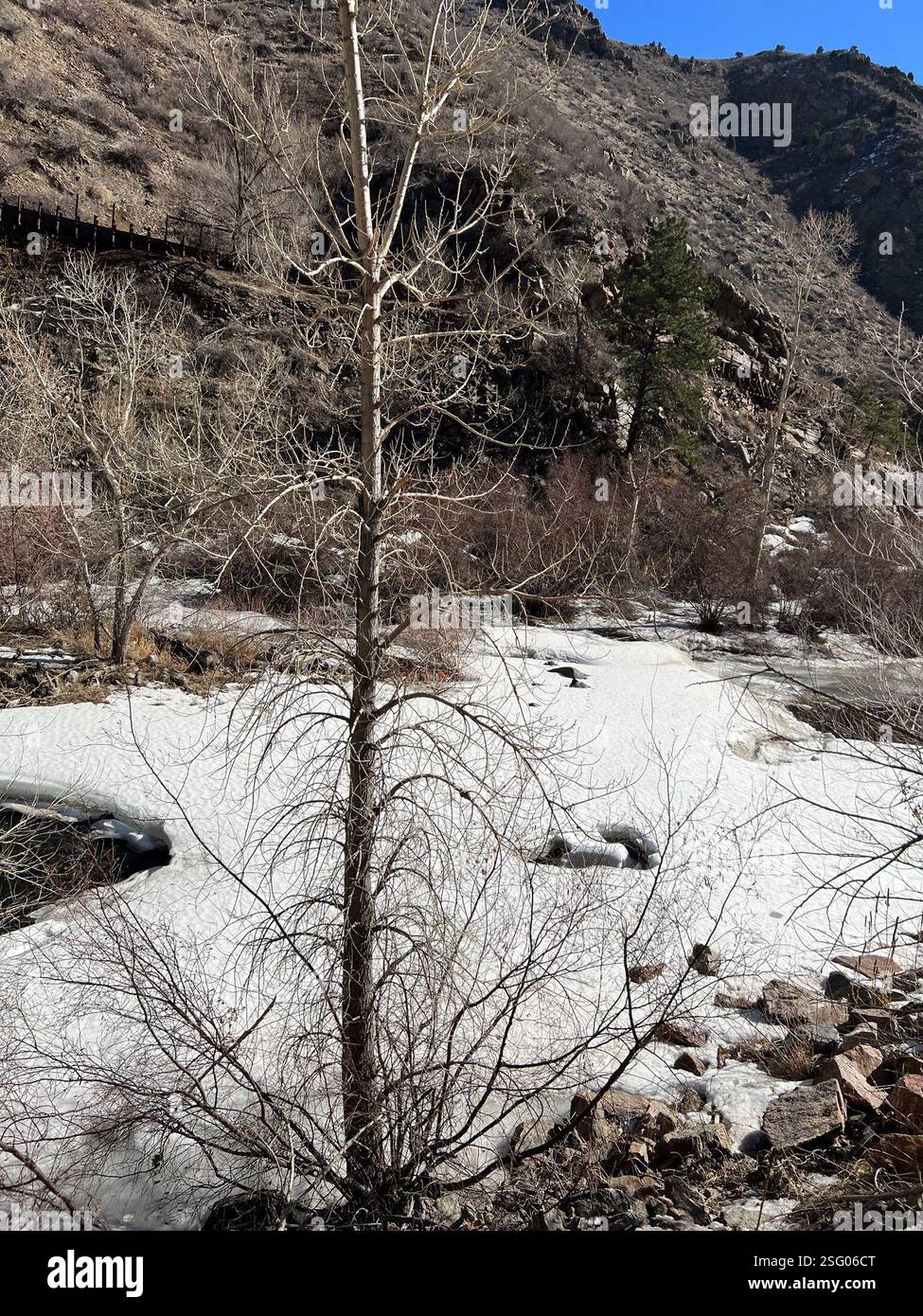 Narrowleaf Cottonwood (Populus angustifolia), Plantae, US-6, Golden, CO ...