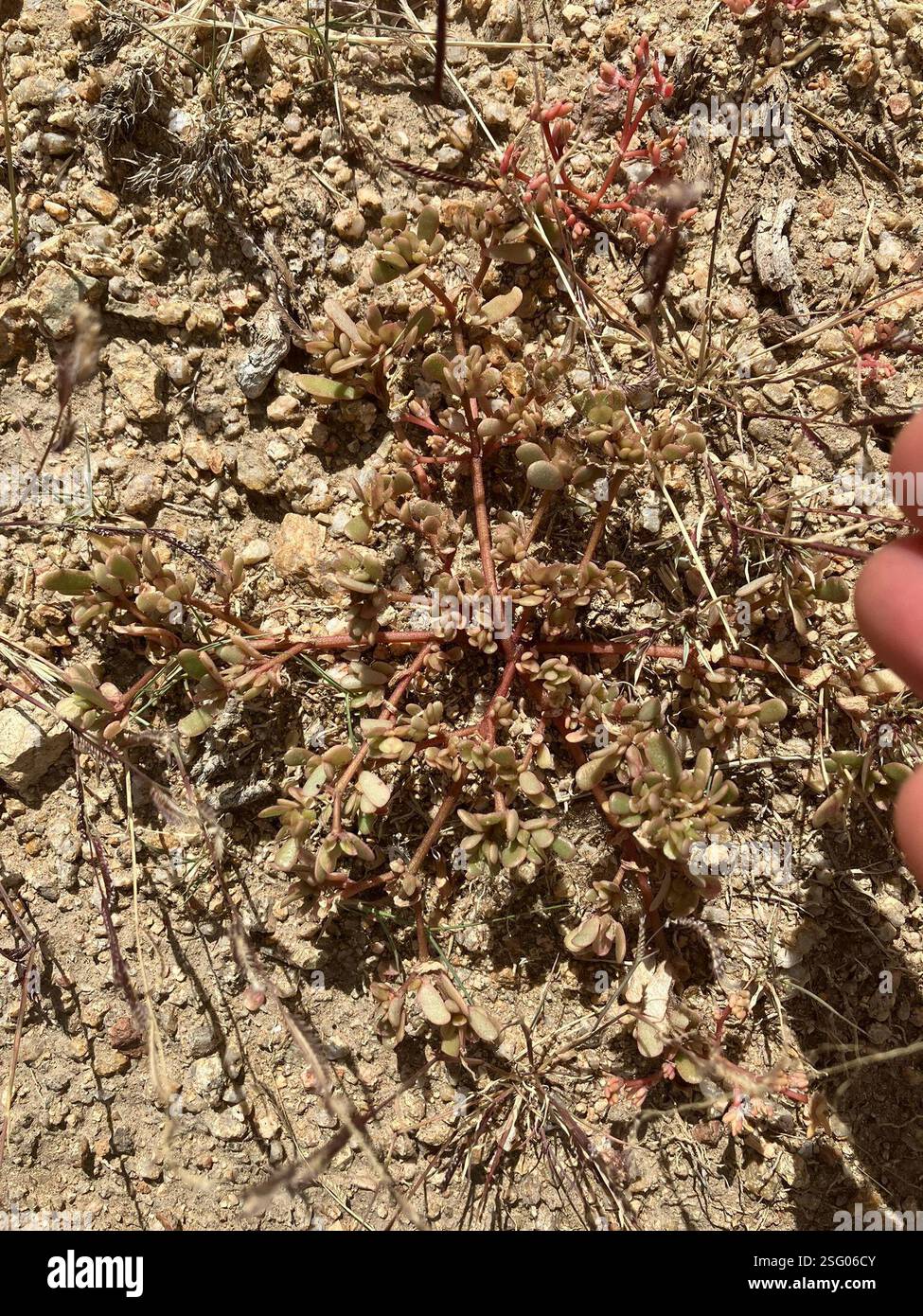 Desert Portulaca (Portulaca halimoides), Plantae, Mojave National ...