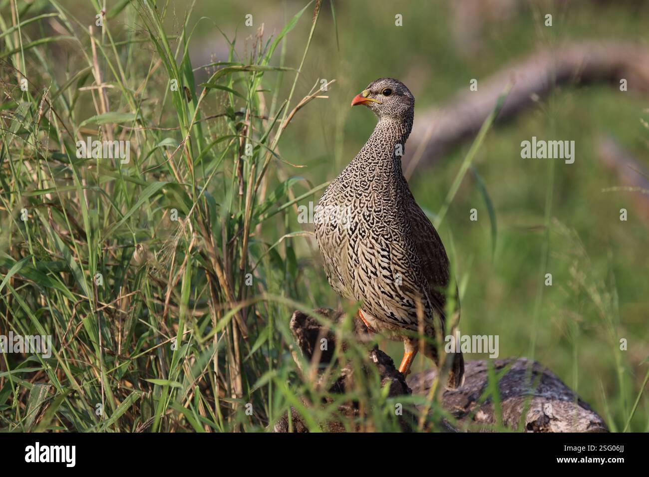 Natalfrankolin / Natal francolin / Francolinus natalensis Stock Photo - Alamy