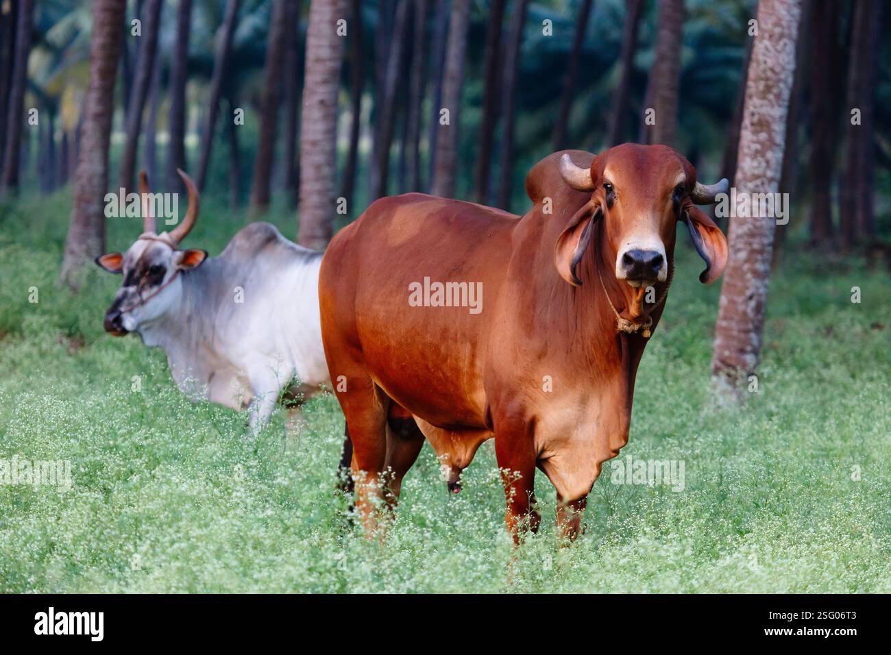 Bhraman bulls or Zebu (Bos indicus) on a ranch near the Saranya ...
