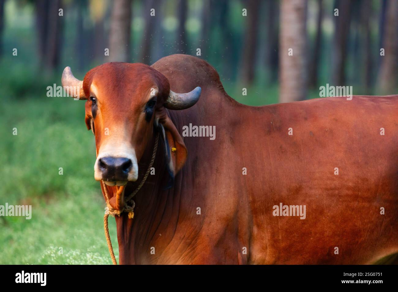 Bhraman bulls or Zebu (Bos indicus) on a ranch near the Saranya ...