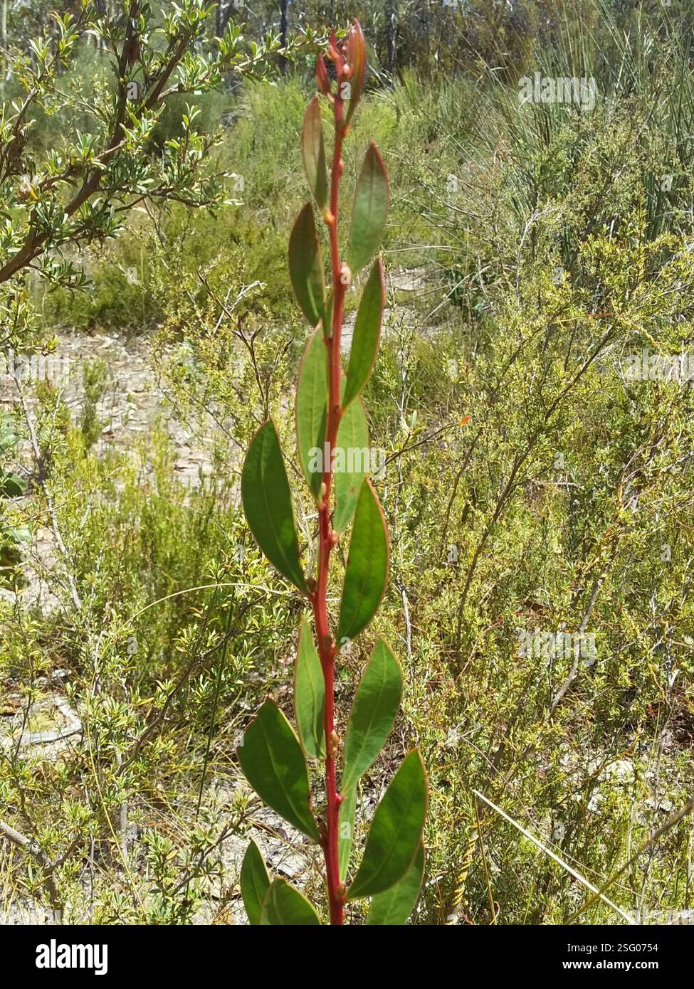Myrtle Wattle (Acacia myrtifolia), Plantae, Kuitpo SA 5201, Australia ...
