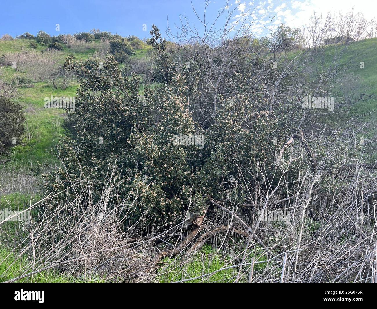 lemonade berry (Rhus integrifolia), Plantae, Chino Hills State Park ...