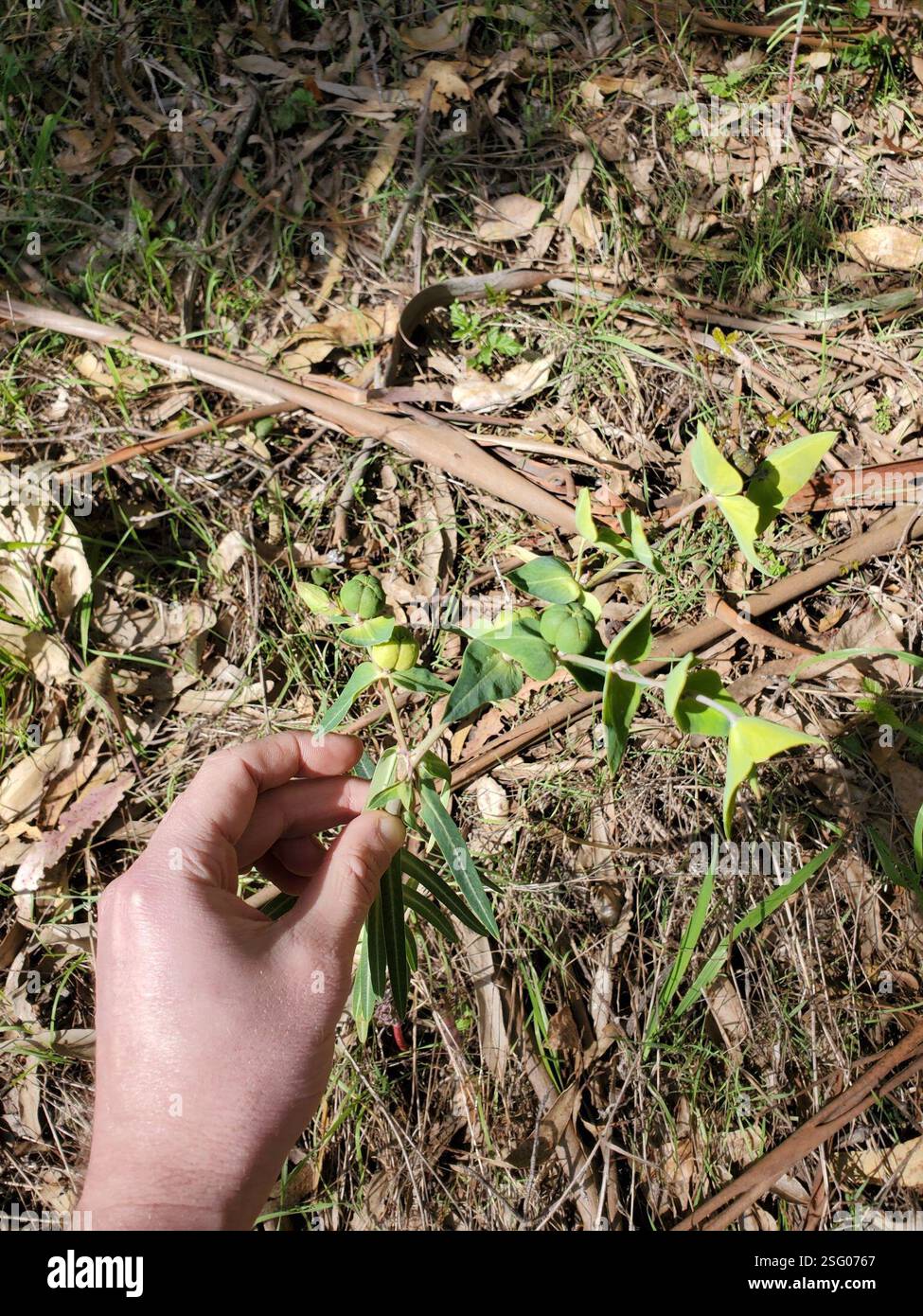 caper spurge (Euphorbia lathyris), Plantae, Sausalito, CA 94965, USA ...