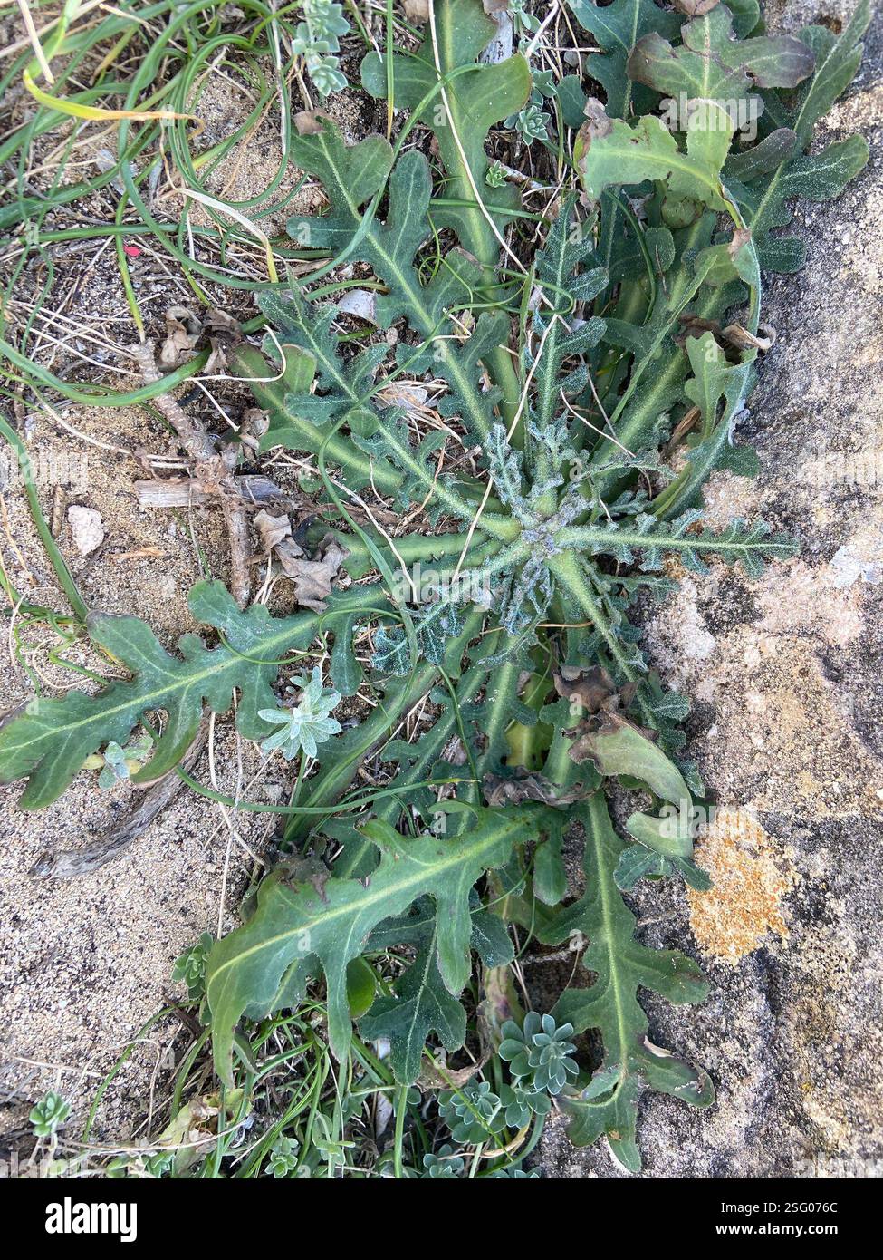 False Sow-thistle (Reichardia tingitana), Plantae, Mallorca, Ses ...