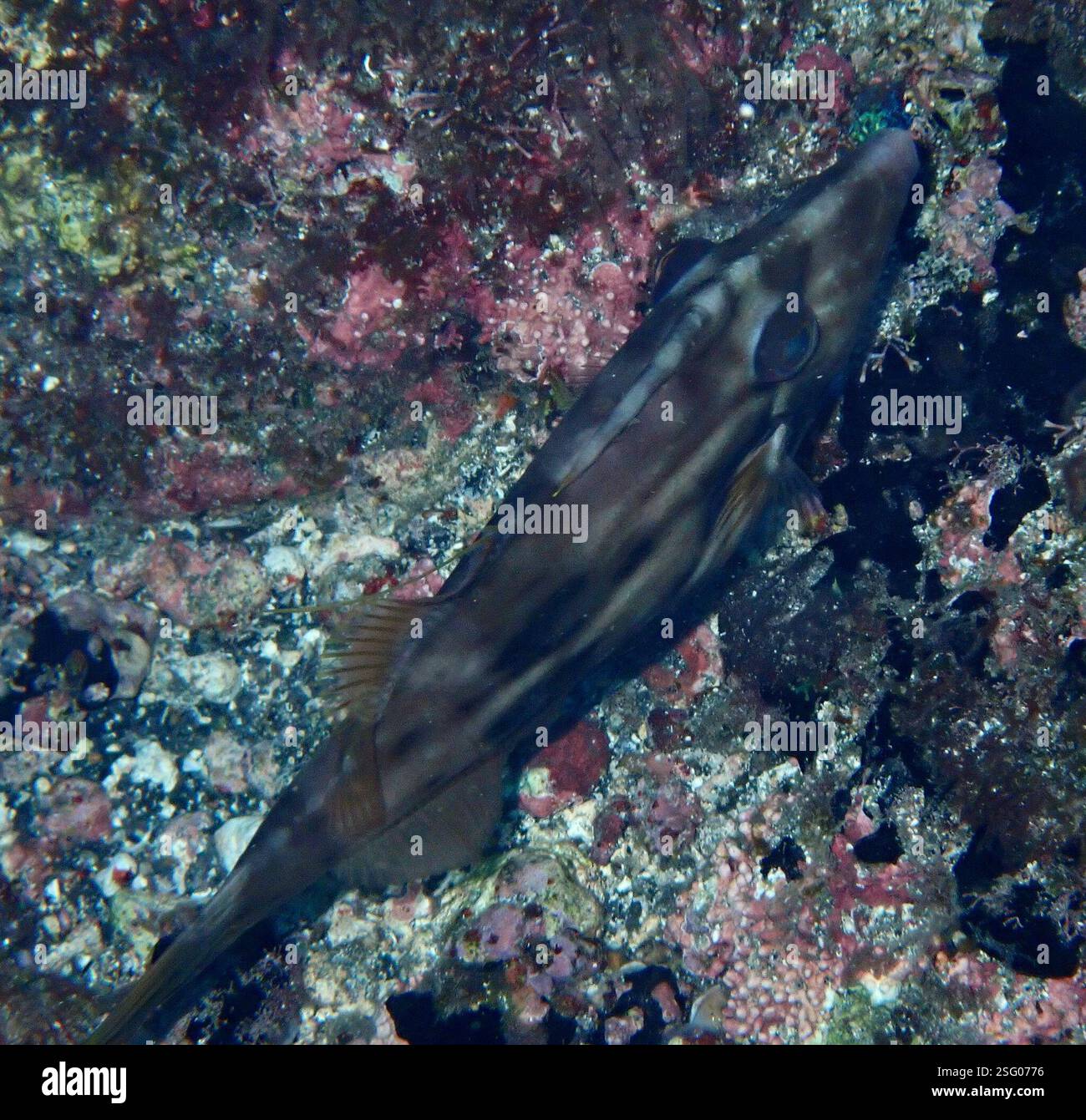 Planehead Filefish (Stephanolepis hispida), Actinopterygii, Baía Entre ...