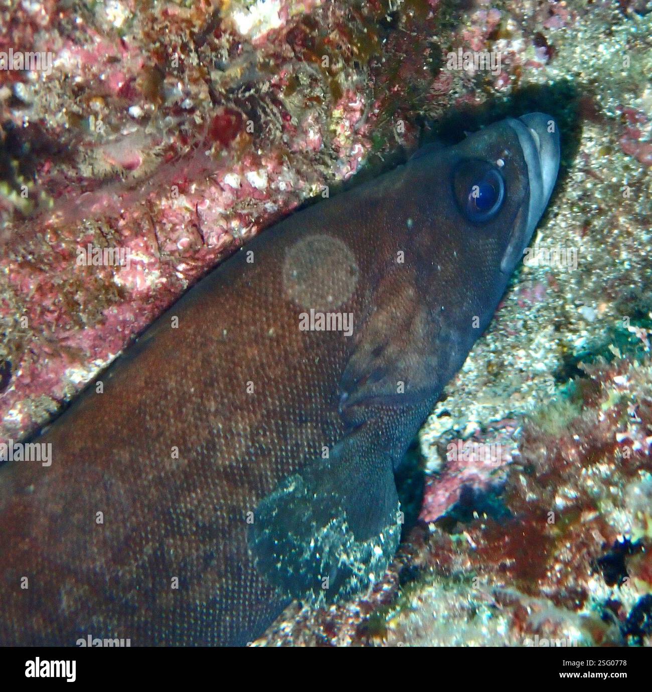 Greater Soapfish (Rypticus saponaceus), Actinopterygii, Baía Entre ...