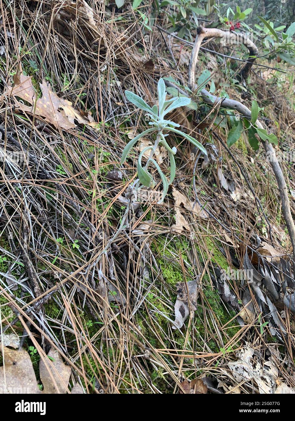 rabbit-tobaccos (Pseudognaphalium), Plantae, Hidden Falls Regional Park ...