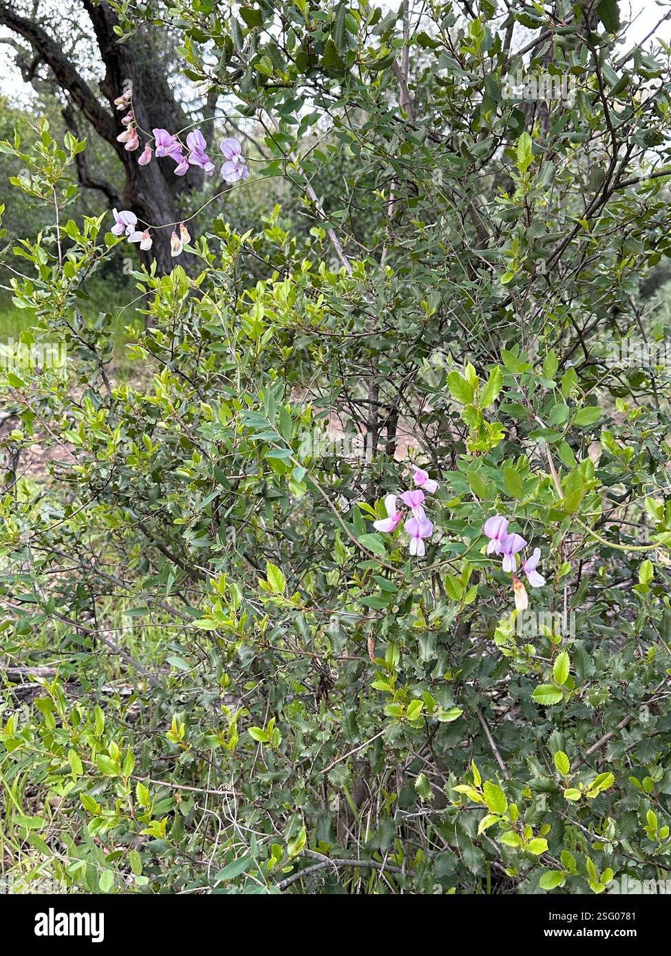 Pacific pea (Lathyrus vestitus), Plantae, Whiting Ranch Wilderness Park ...