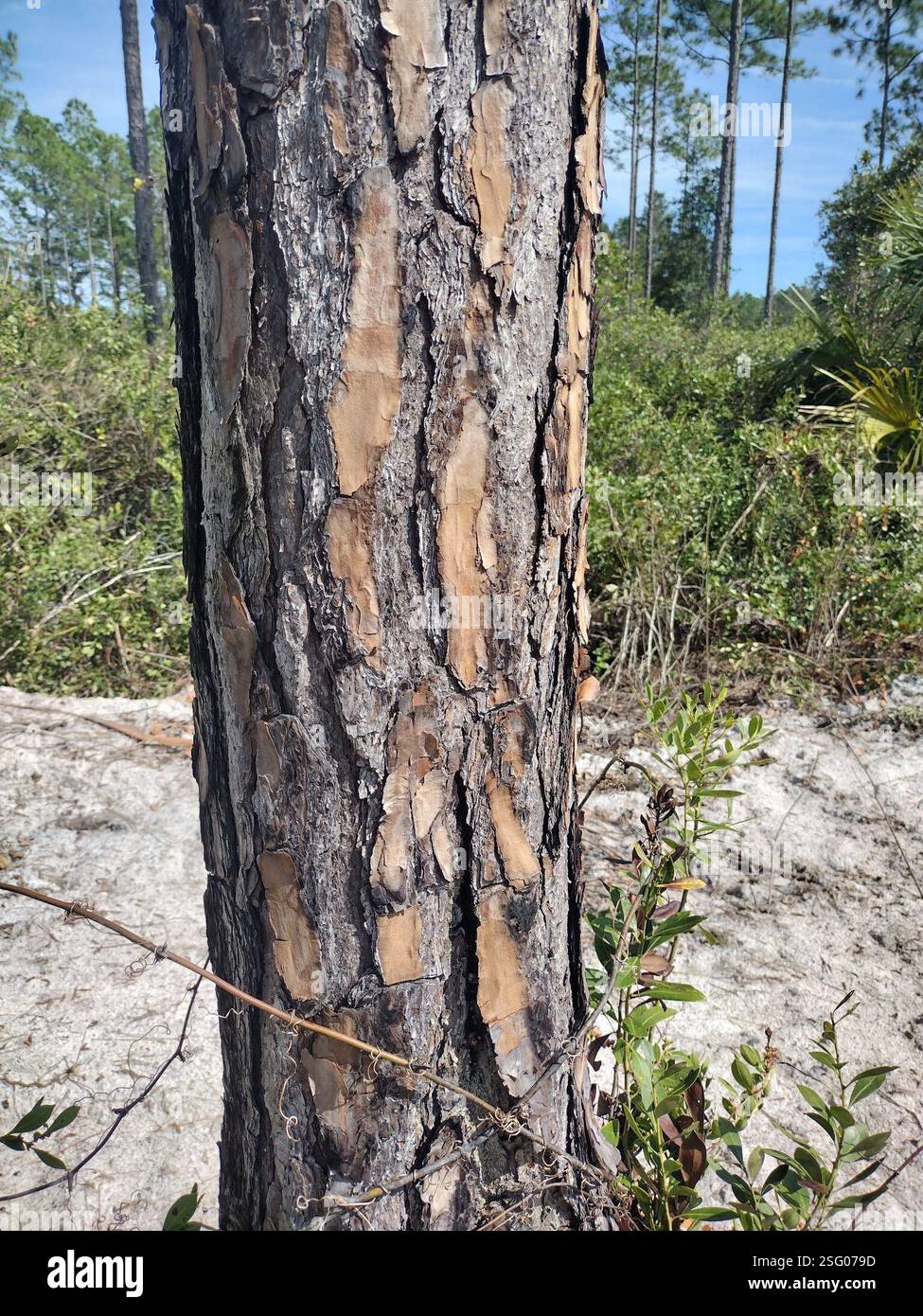 American hard pines (Trifoliae), Plantae, Flagler County, US-FL, US ...