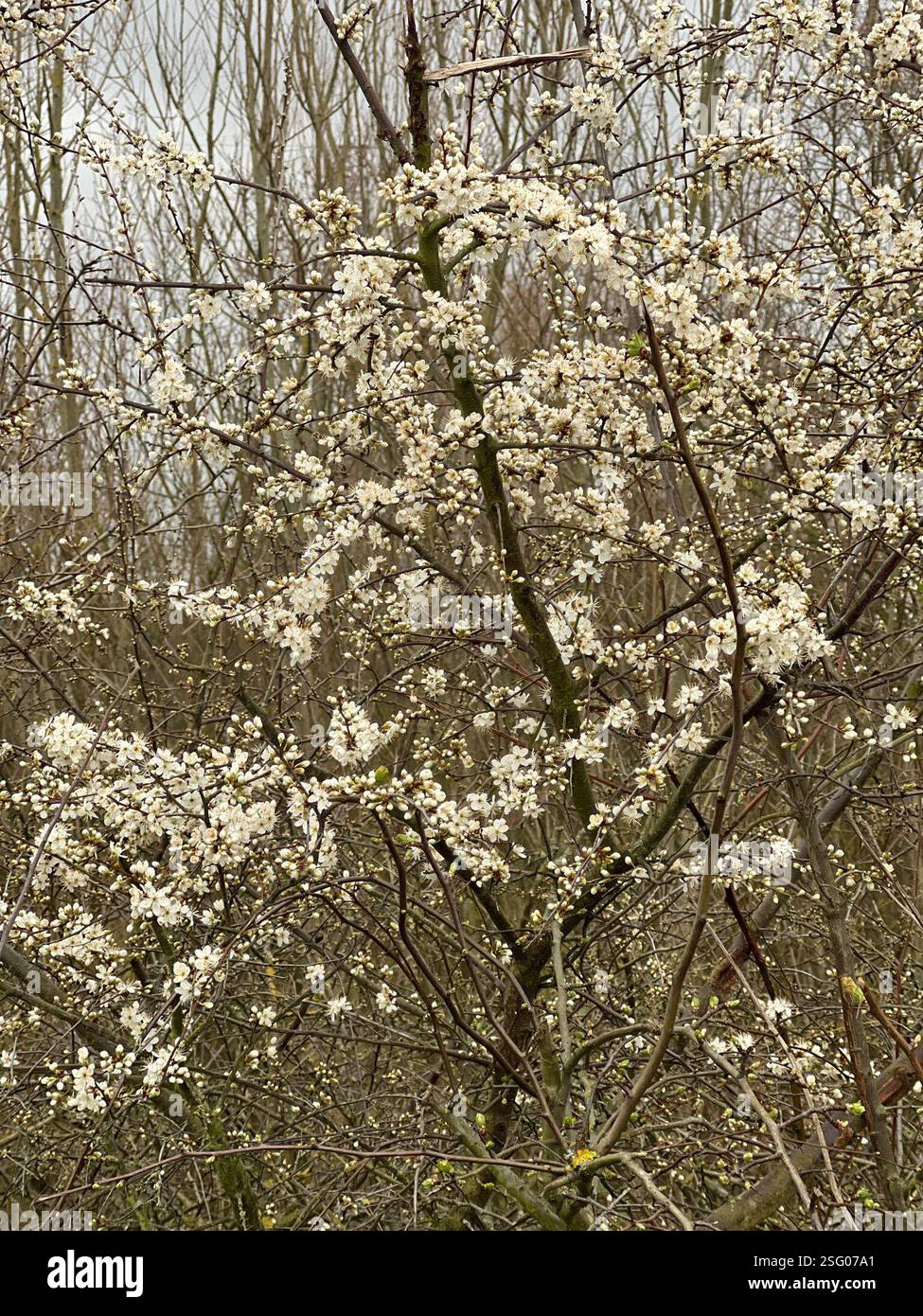 Cherry-plum (Prunus cerasifera), Plantae, Bale Close, Nottingham ...