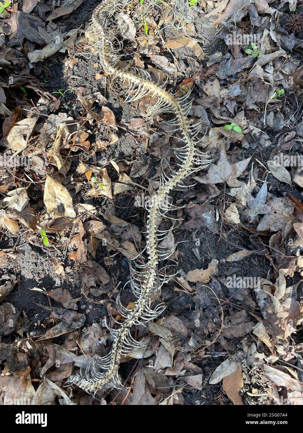Snakes (Serpentes), Reptilia, Graveyard Island, Inverness, FL, US Stock ...