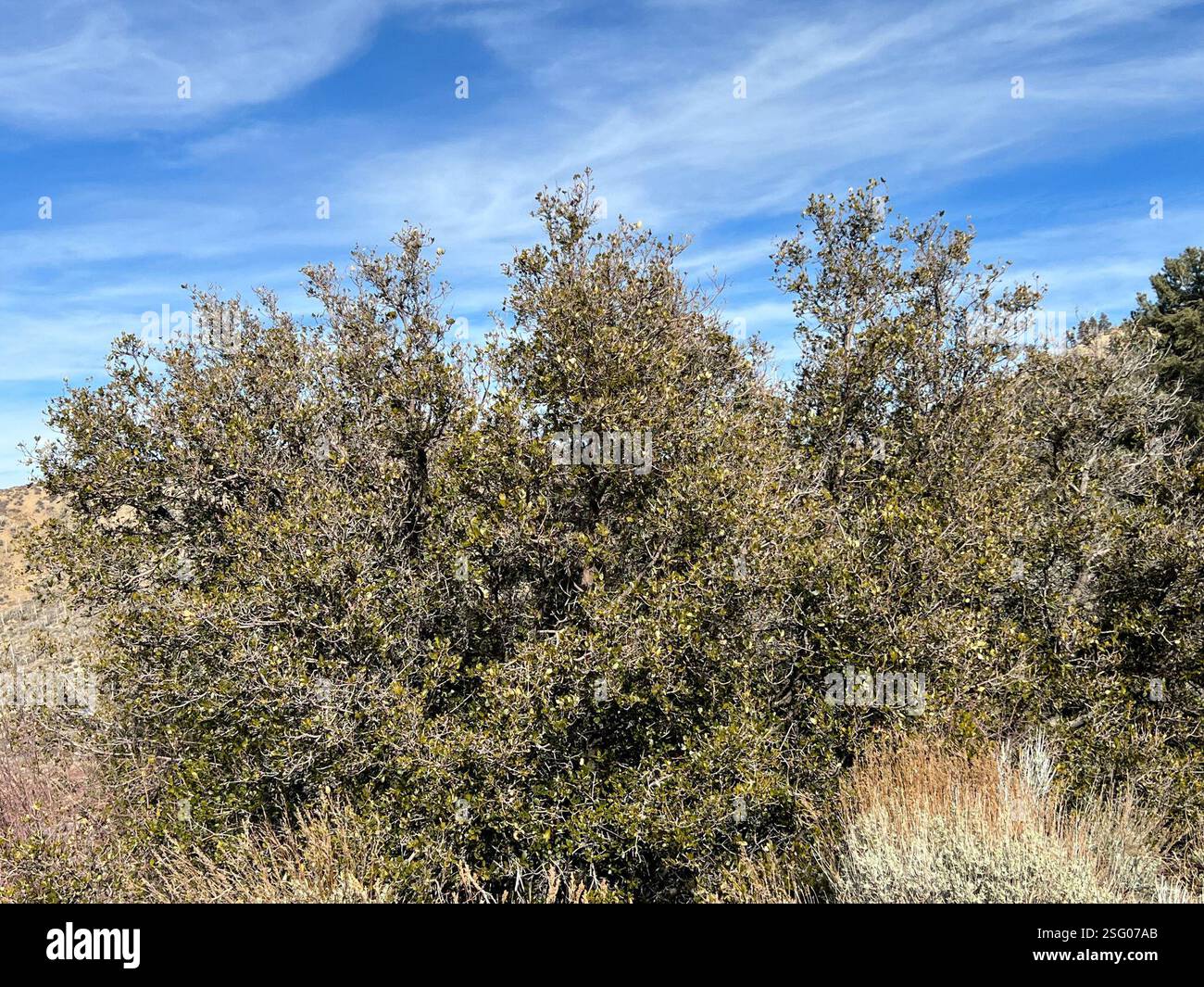 oaks (Quercus), Plantae, Angeles National Forest, Wrightwood, CA, US ...