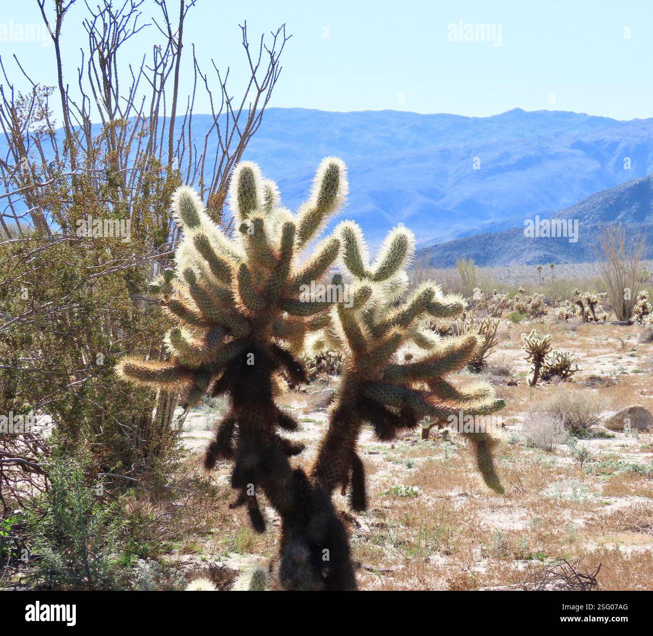 Teddybear Cholla (Cylindropuntia bigelovii), Plantae, Horse Camp Rd ...