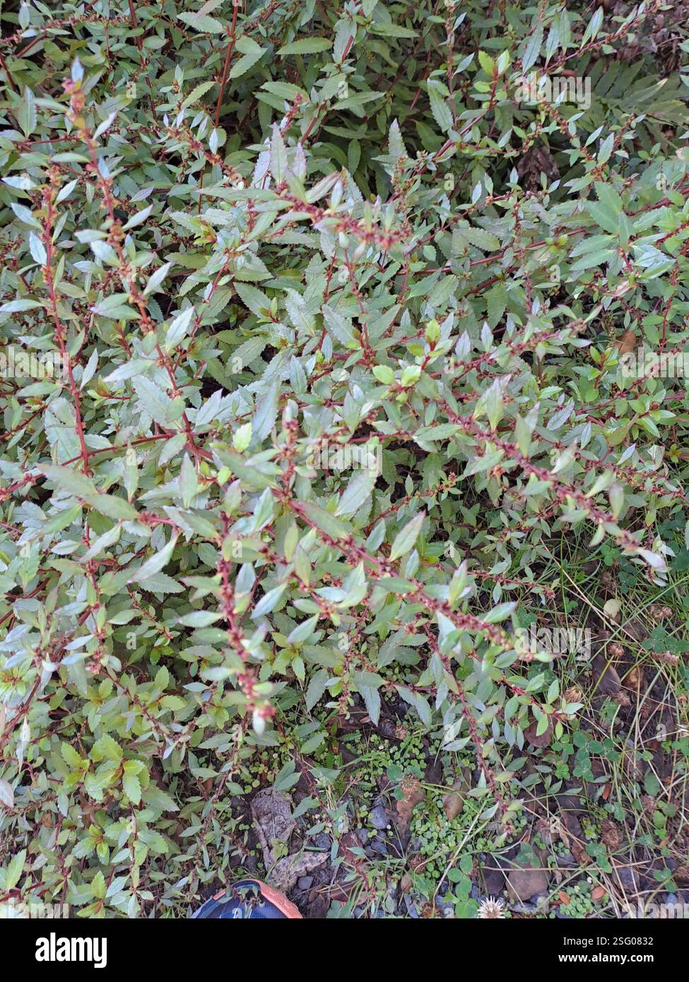 (Haloragis erecta erecta), Plantae, Bluff 9814, New Zealand Stock Photo ...