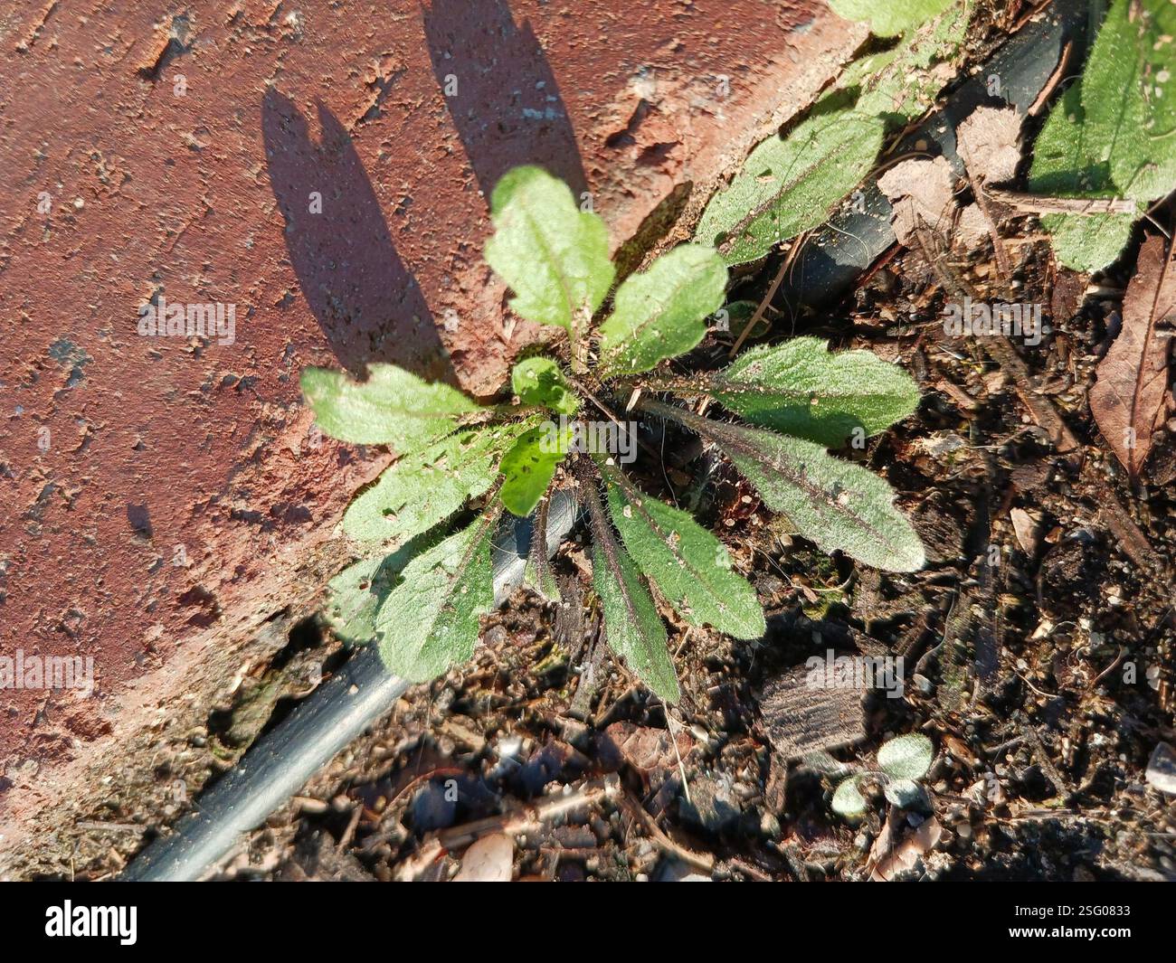 mouse-ear cress (Arabidopsis thaliana), Plantae, Takoma, Washington, DC ...