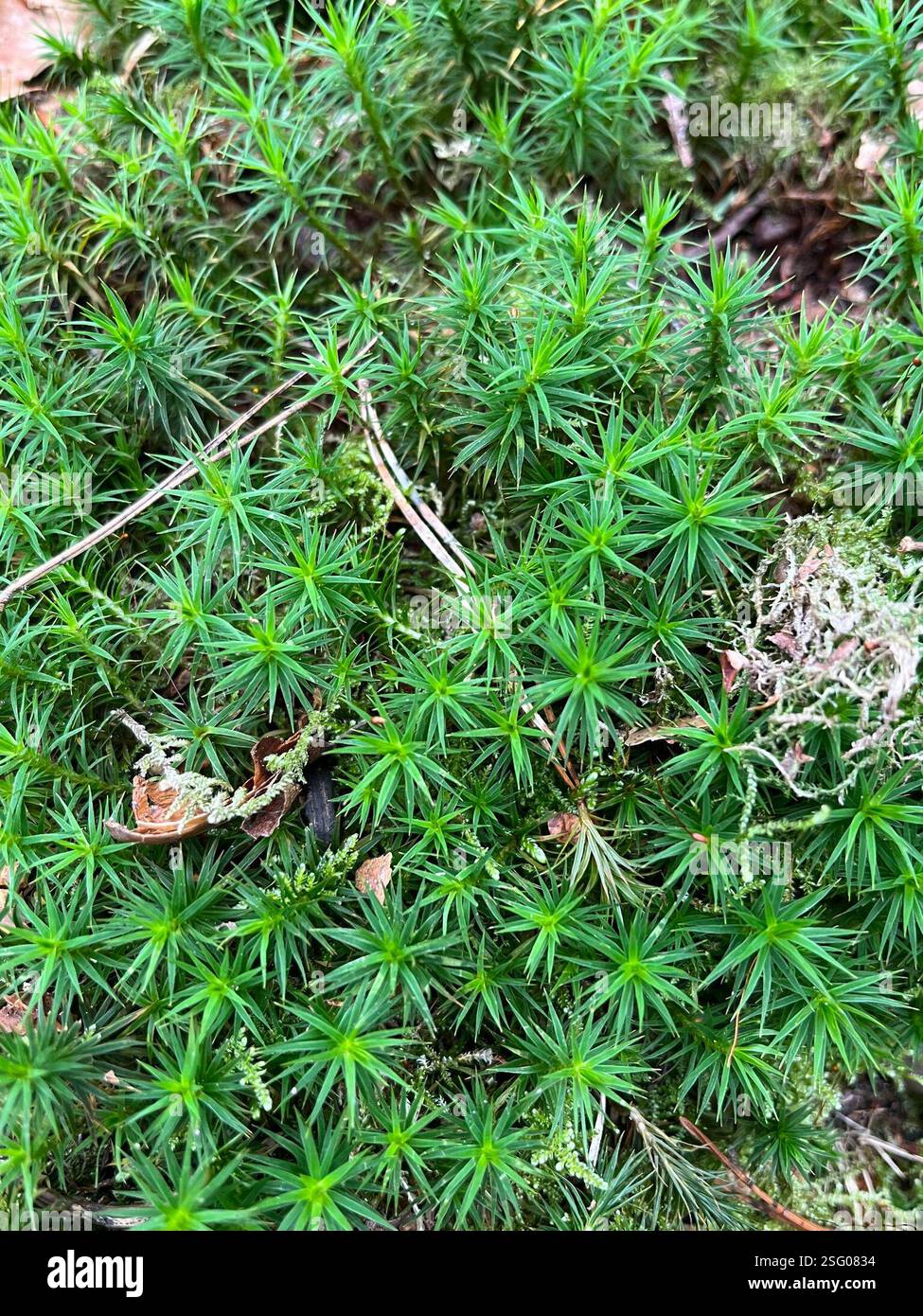 haircap mosses (Polytrichum), Plantae, Chislehurst Common, Chislehurst ...
