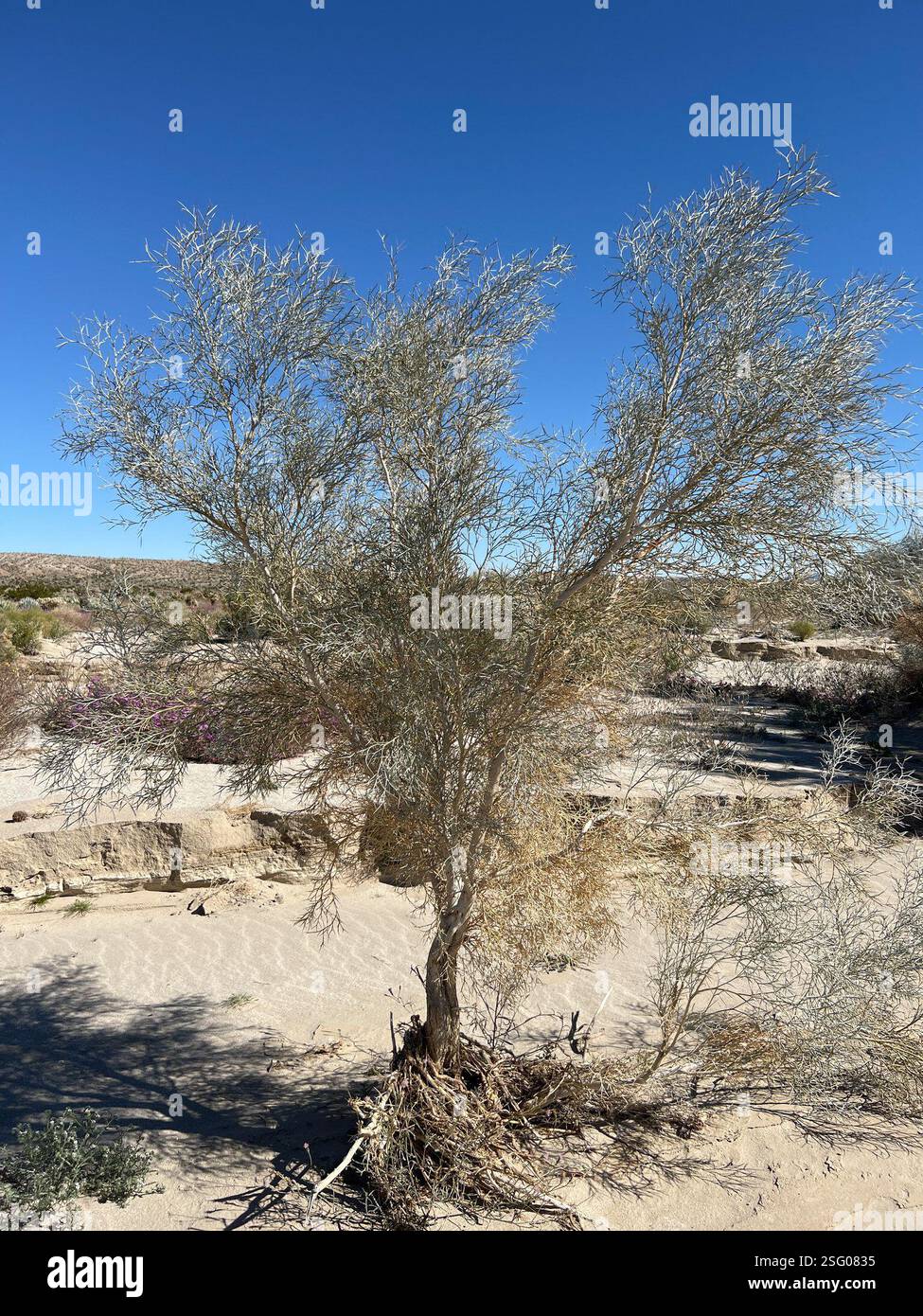 Smoke Tree (Psorothamnus spinosus), Plantae, Anza-Borrego Desert State ...