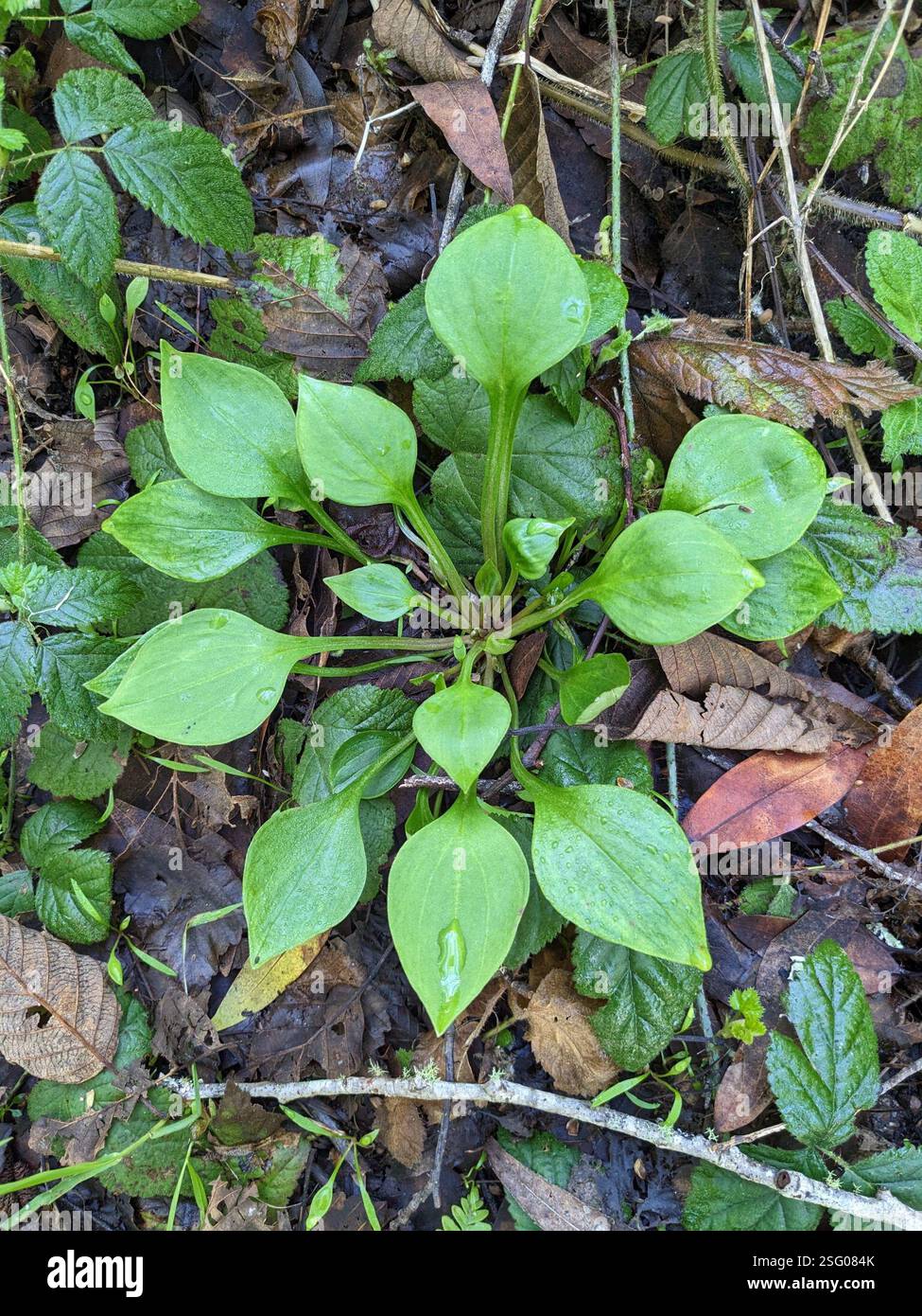 Candy Flower (Claytonia sibirica), Plantae, Point Reyes Station, CA ...