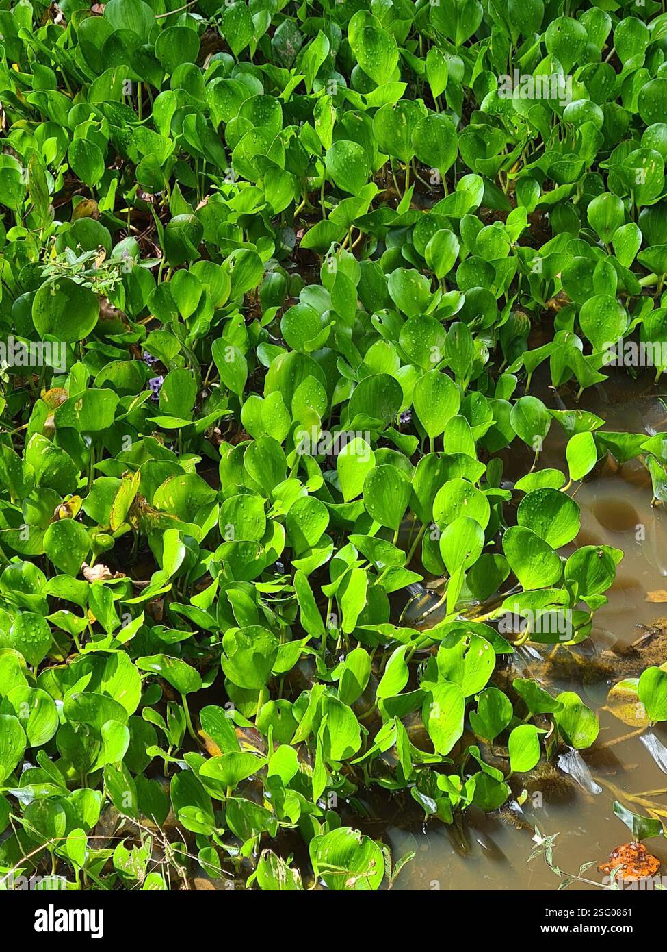 anchored water hyacinth (Pontederia azurea), Plantae, Kwakoegron ...