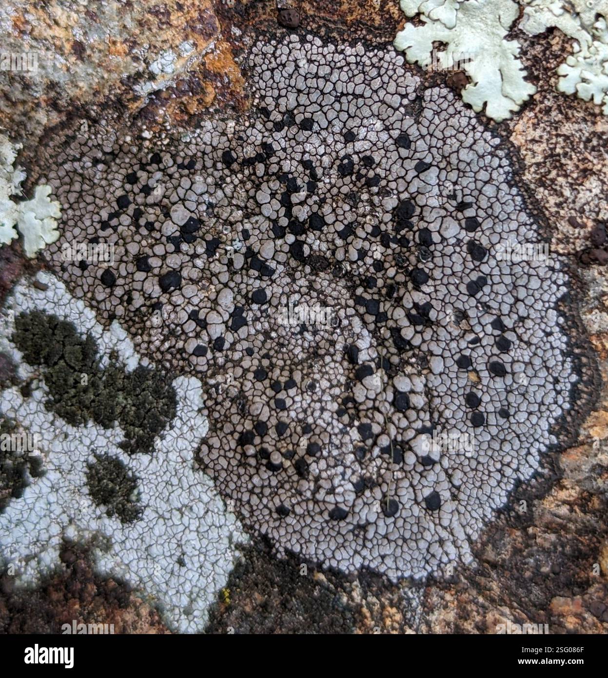 shield lichens and allies (Parmeliaceae), Fungi, Bowen Island, BC ...