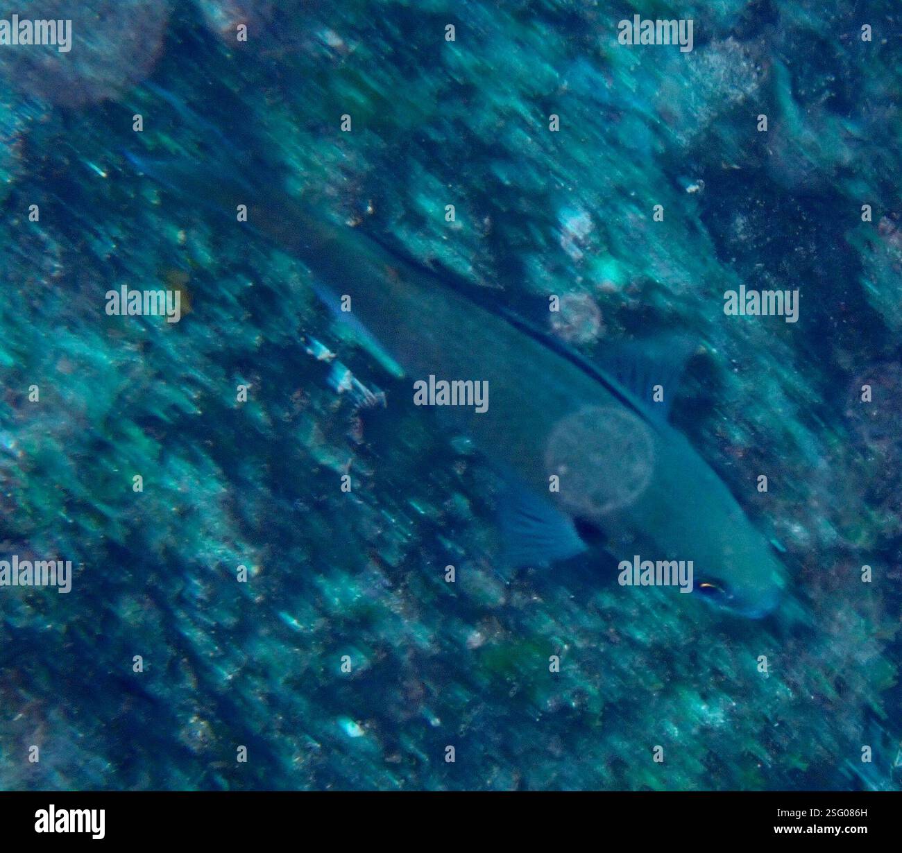 Brown Chromis (Azurina multilineata), Actinopterygii, Calheta Pequena ...