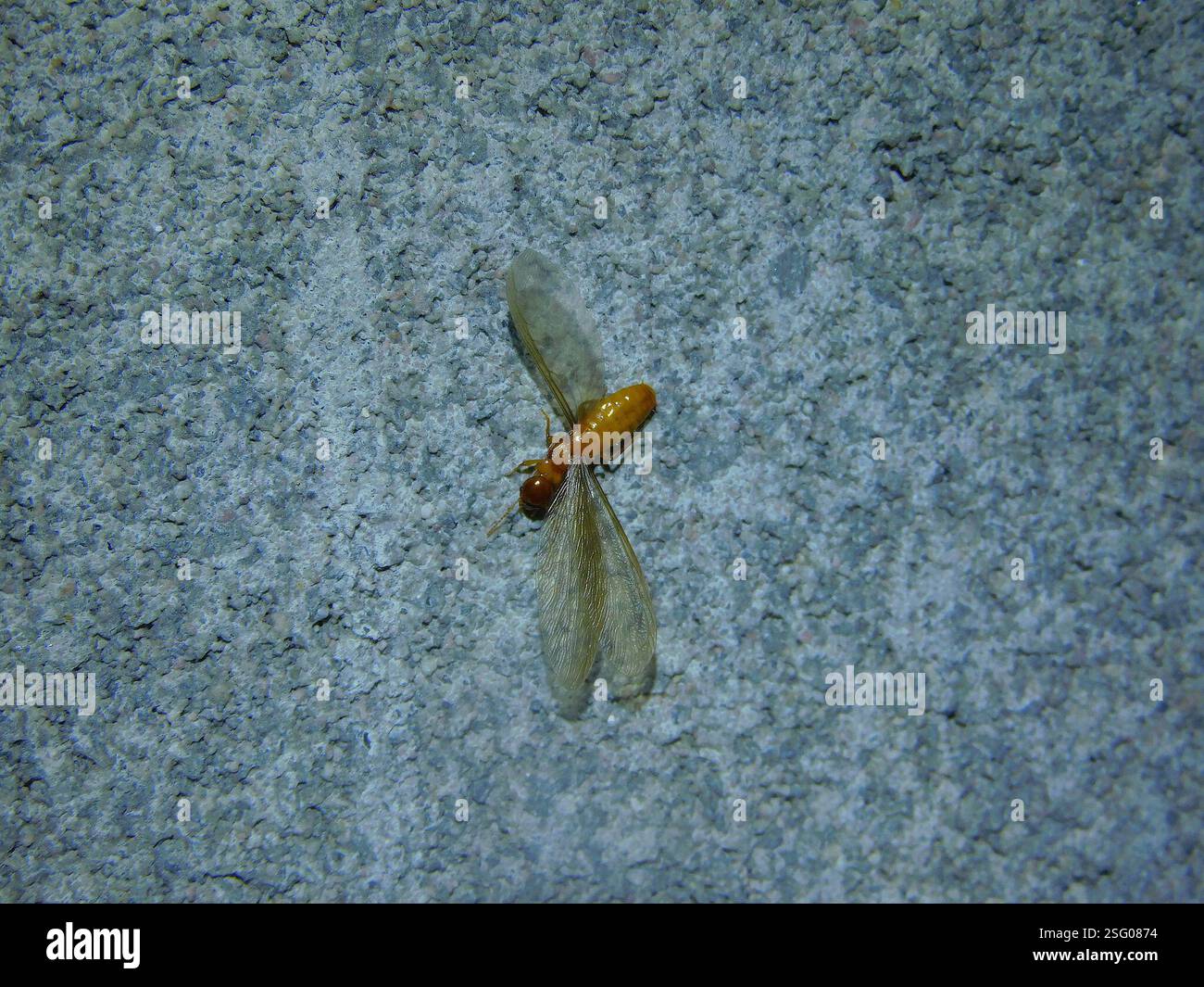 Australian Dampwood Termite (Porotermes adamsoni), Insecta, Hobart TAS ...