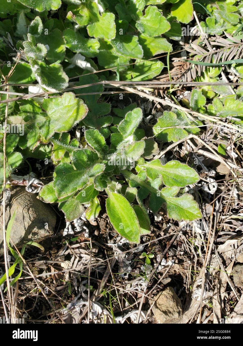 Prostrate Capeweed (Arctotheca prostrata), Plantae, Sausalito, CA 94965 ...