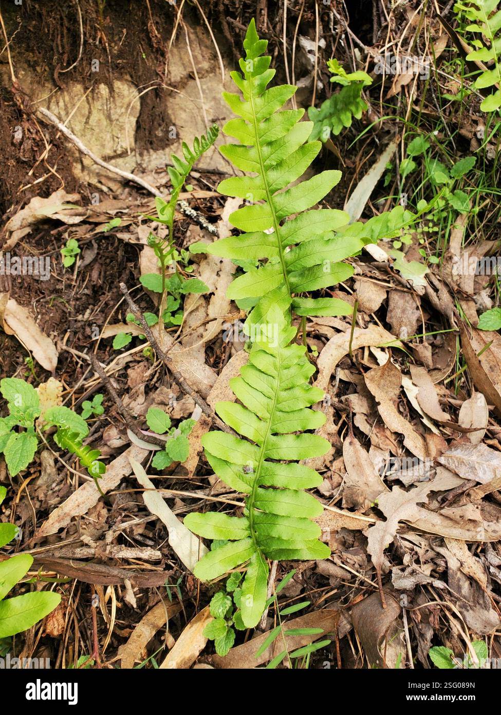 polypody ferns (Polypodium), Plantae, Sausalito, CA 94965, USA Stock ...
