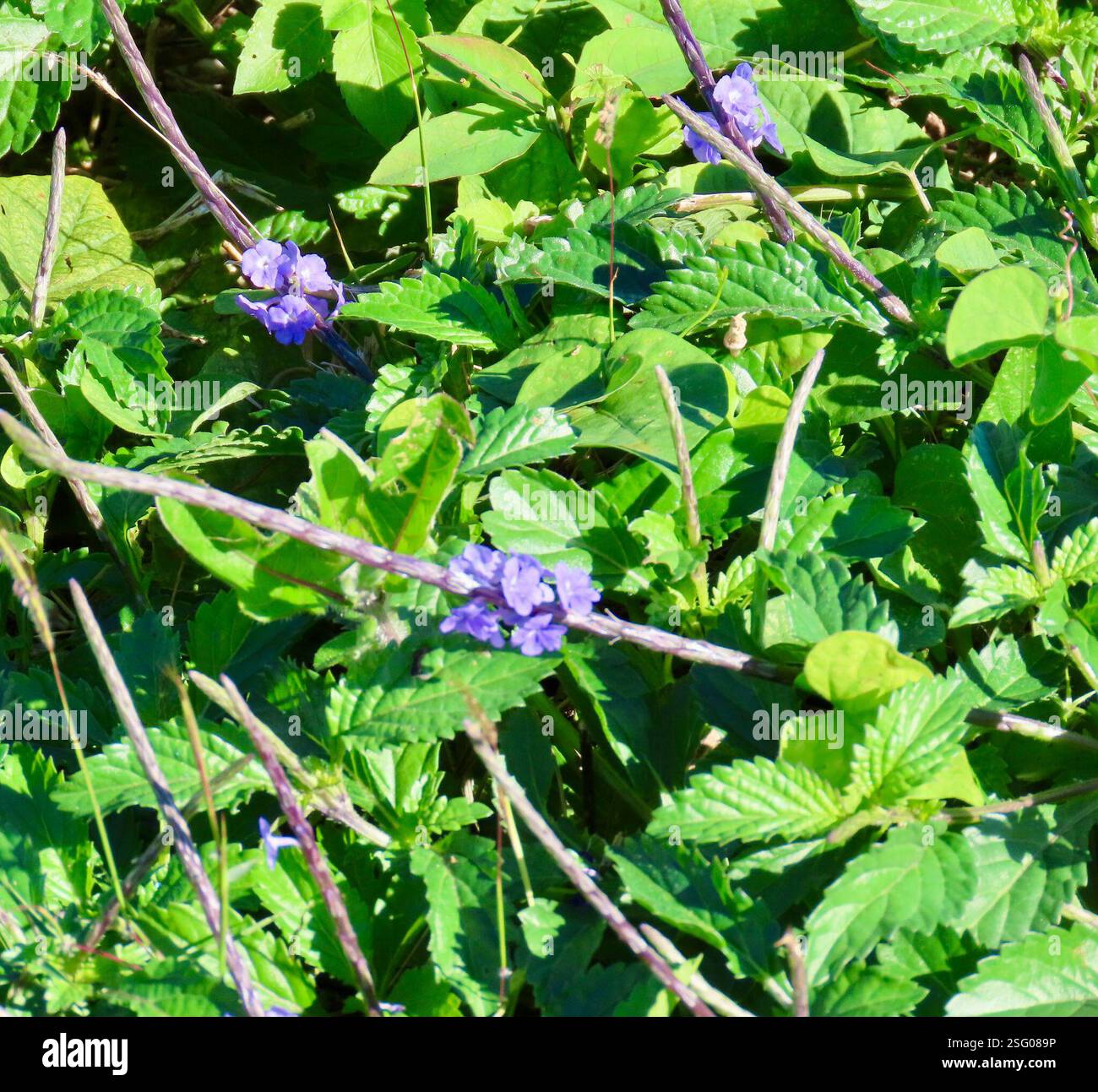 Blue Porterweed (Stachytarpheta jamaicensis), Plantae, Cayo Guillermo ...