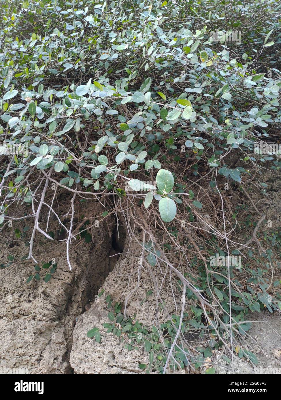 Dye fig (Ficus tinctoria), Plantae, Fengbito Fishing Port, Xiaogang ...