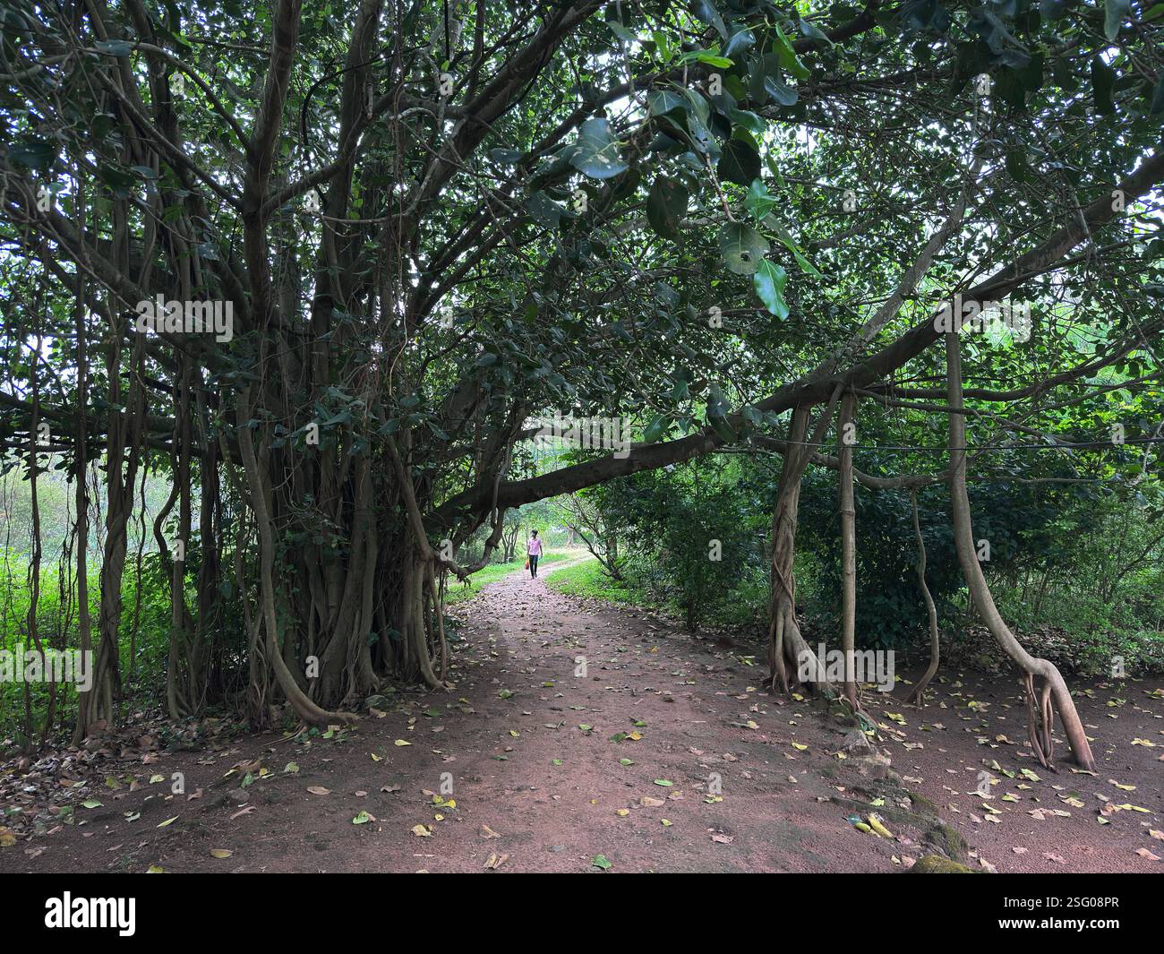 THE Indian banyan tree (Ficusbenghalensis) in the tranquil gardens and ...