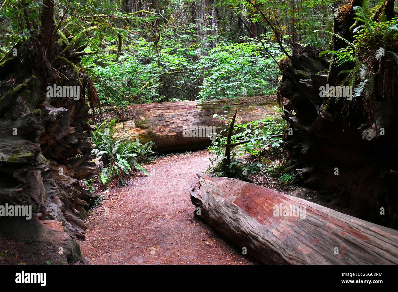 Curving trail leads through giant redwood grove in Jedadiah Smith ...