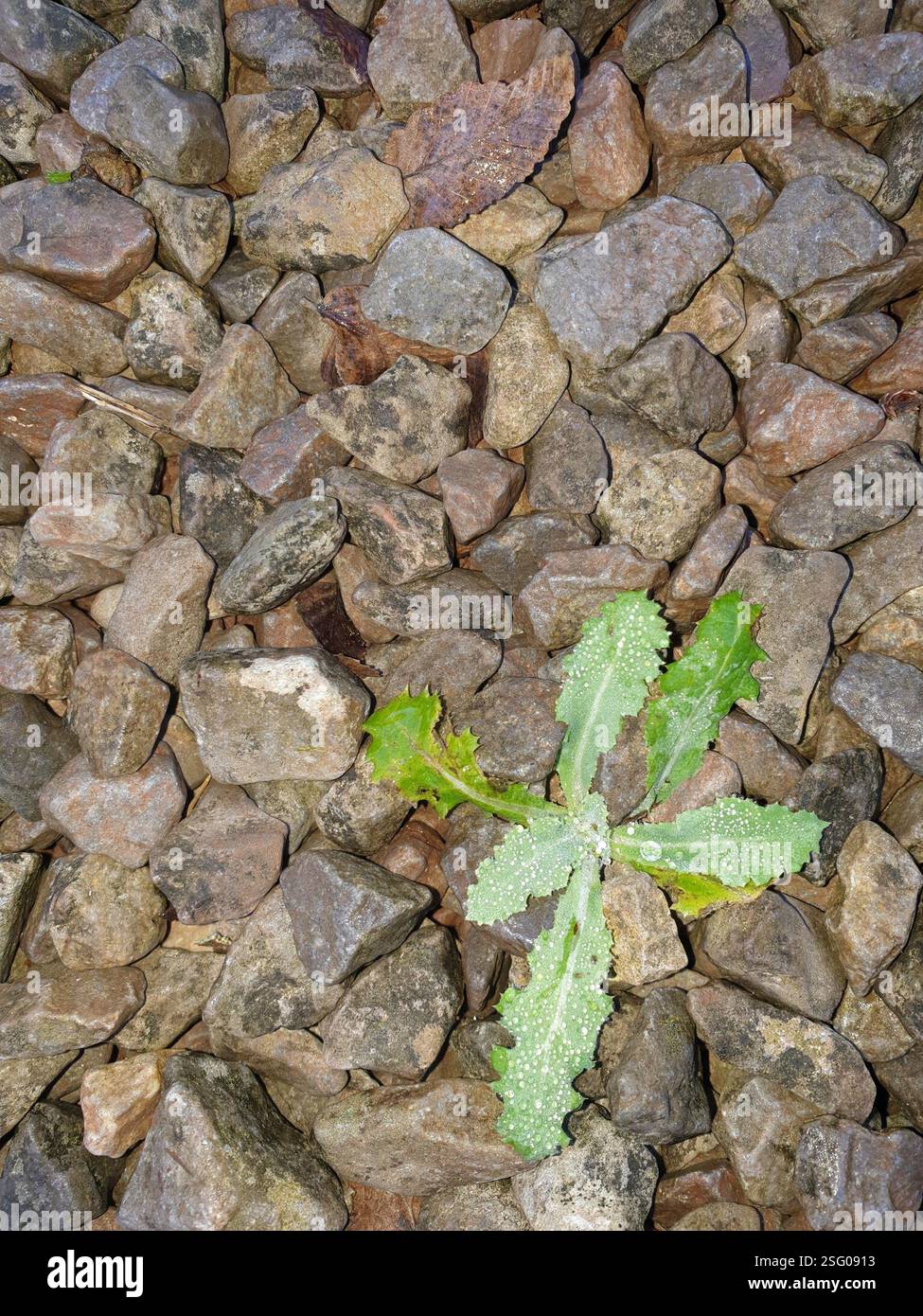 Lettuce, Chicory, Dandelion and Salsify Tribe (Cichorieae), Plantae ...