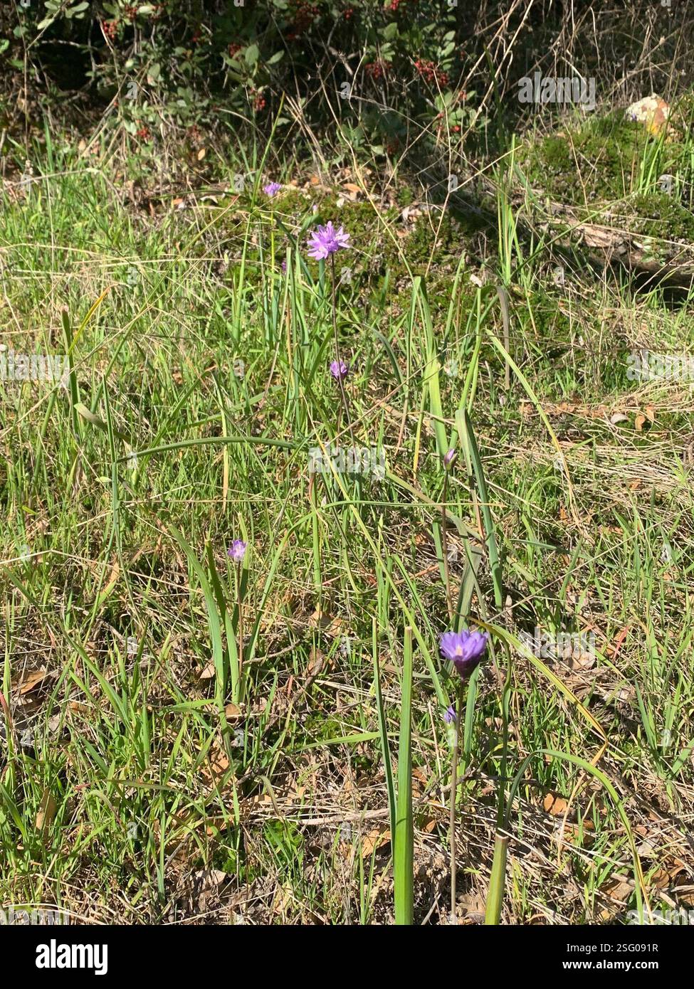 Blue Dicks (Dipterostemon capitatus), Plantae, Hidden Falls Regional ...